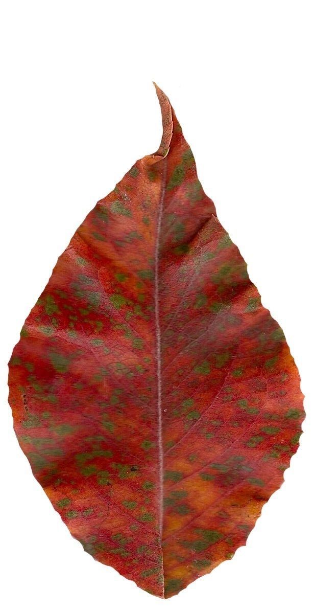 Fall Leaves Scanned Texture Pack - 81 Textures free Texture | CGTrader