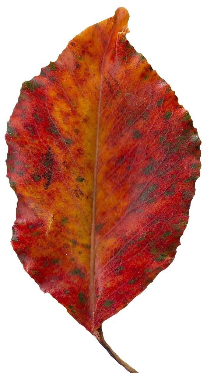 Fall Leaves Scanned Texture Pack - 81 Textures free Texture | CGTrader