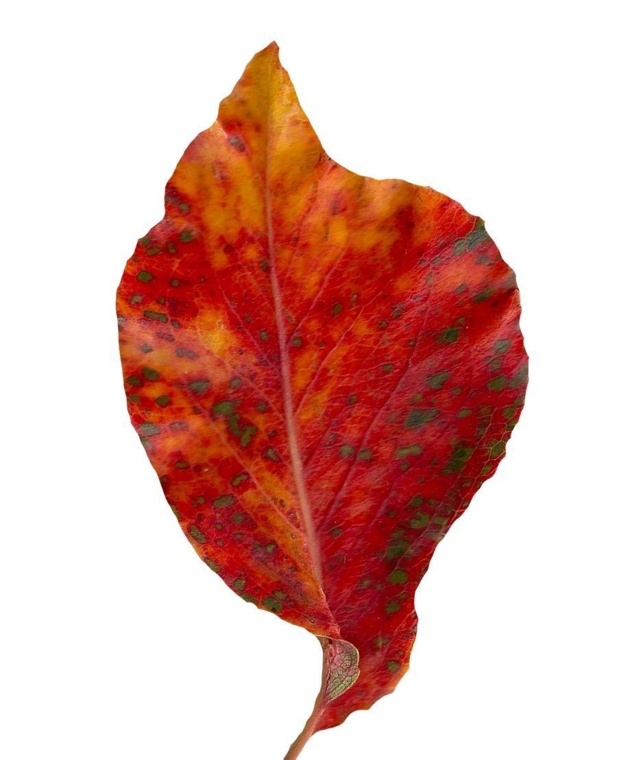 Fall Leaves Scanned Texture Pack - 81 Textures free Texture | CGTrader