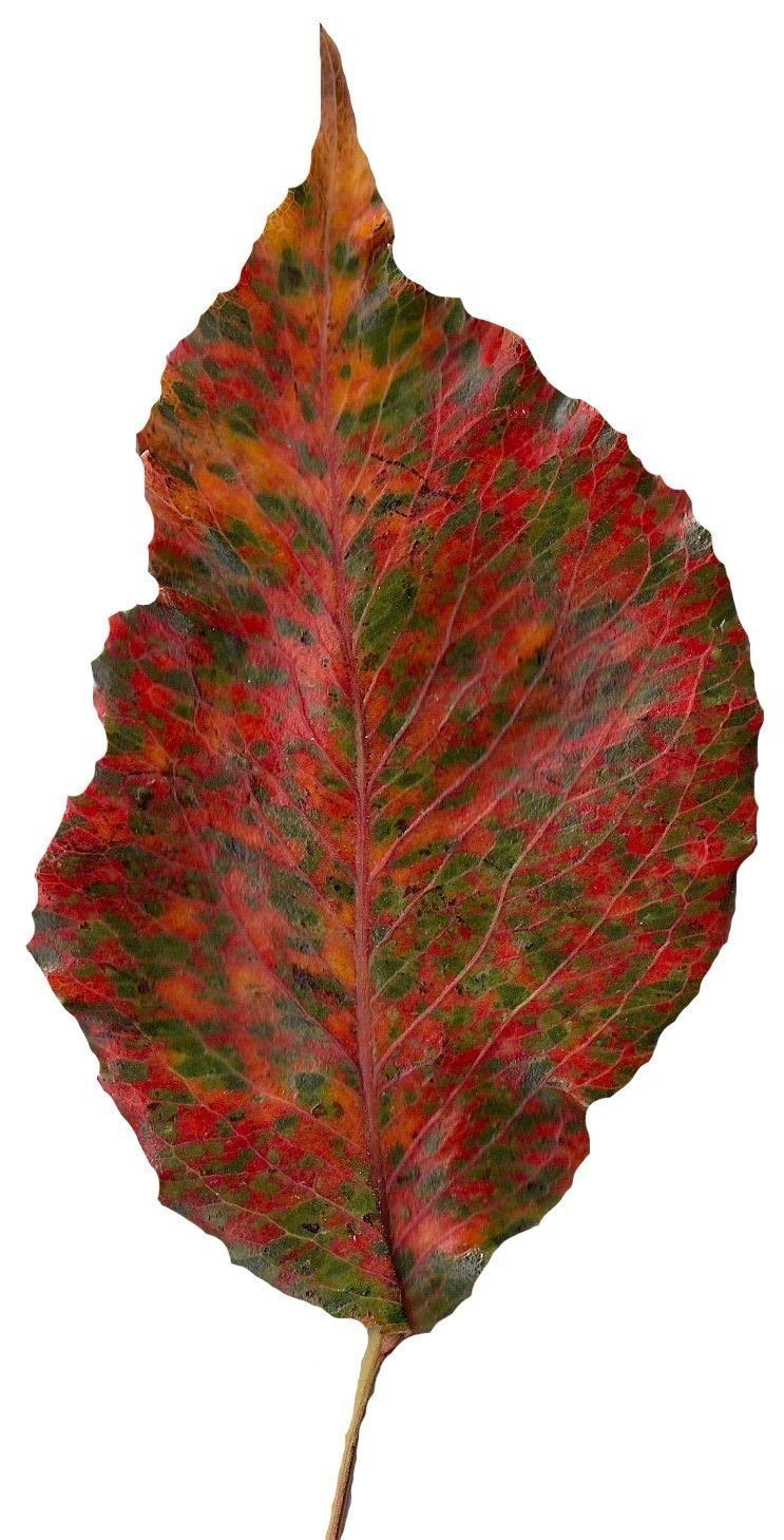 Fall Leaves Scanned Texture Pack - 81 Textures free Texture | CGTrader