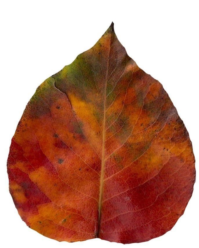 Fall Leaves Scanned Texture Pack - 81 Textures free Texture | CGTrader