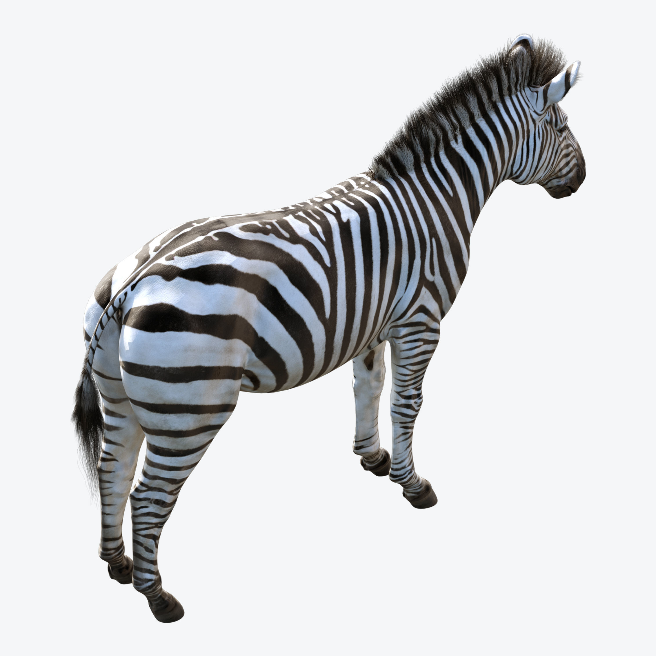 3D model Zebra VR / AR / low-poly | CGTrader