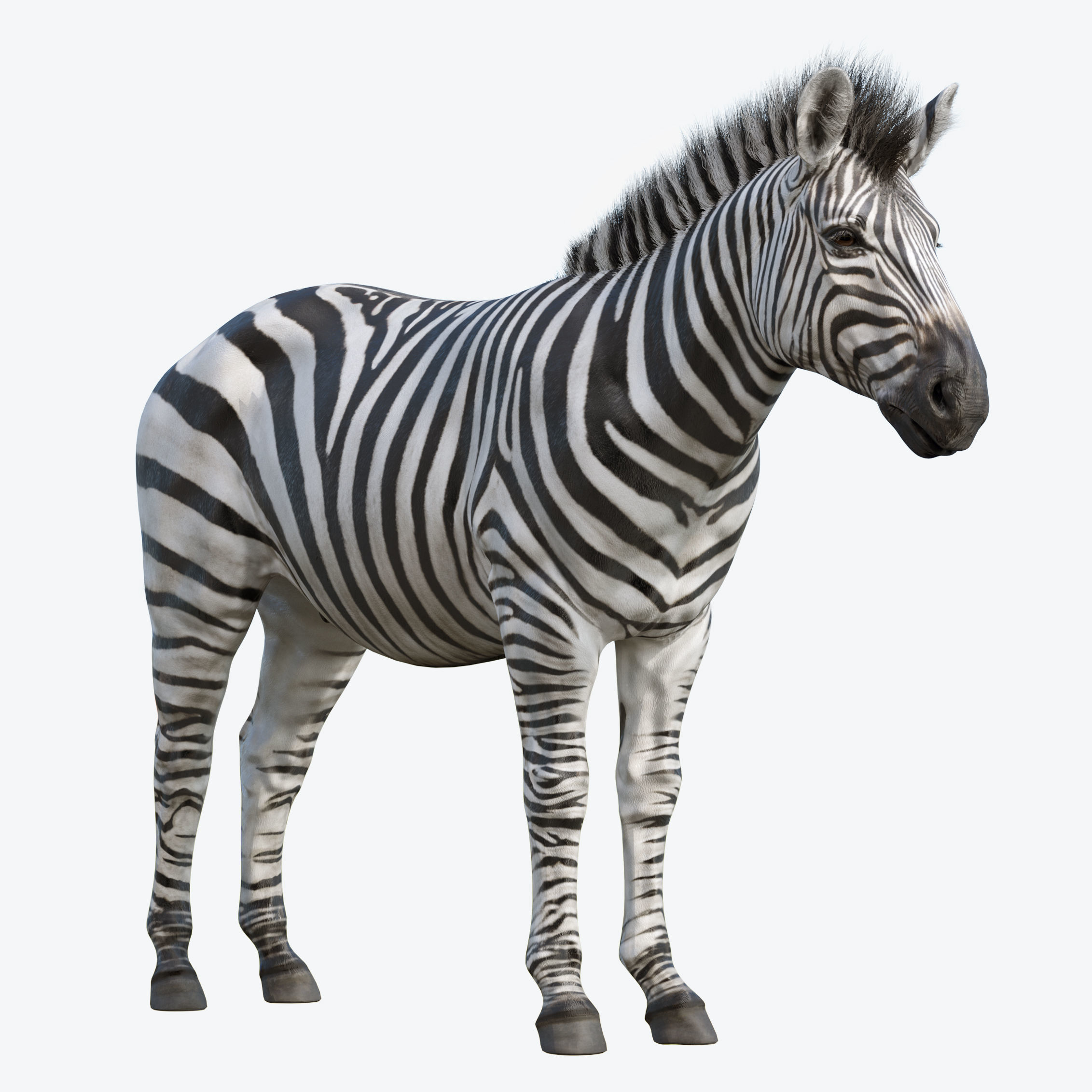 3D model Zebra VR / AR / low-poly | CGTrader