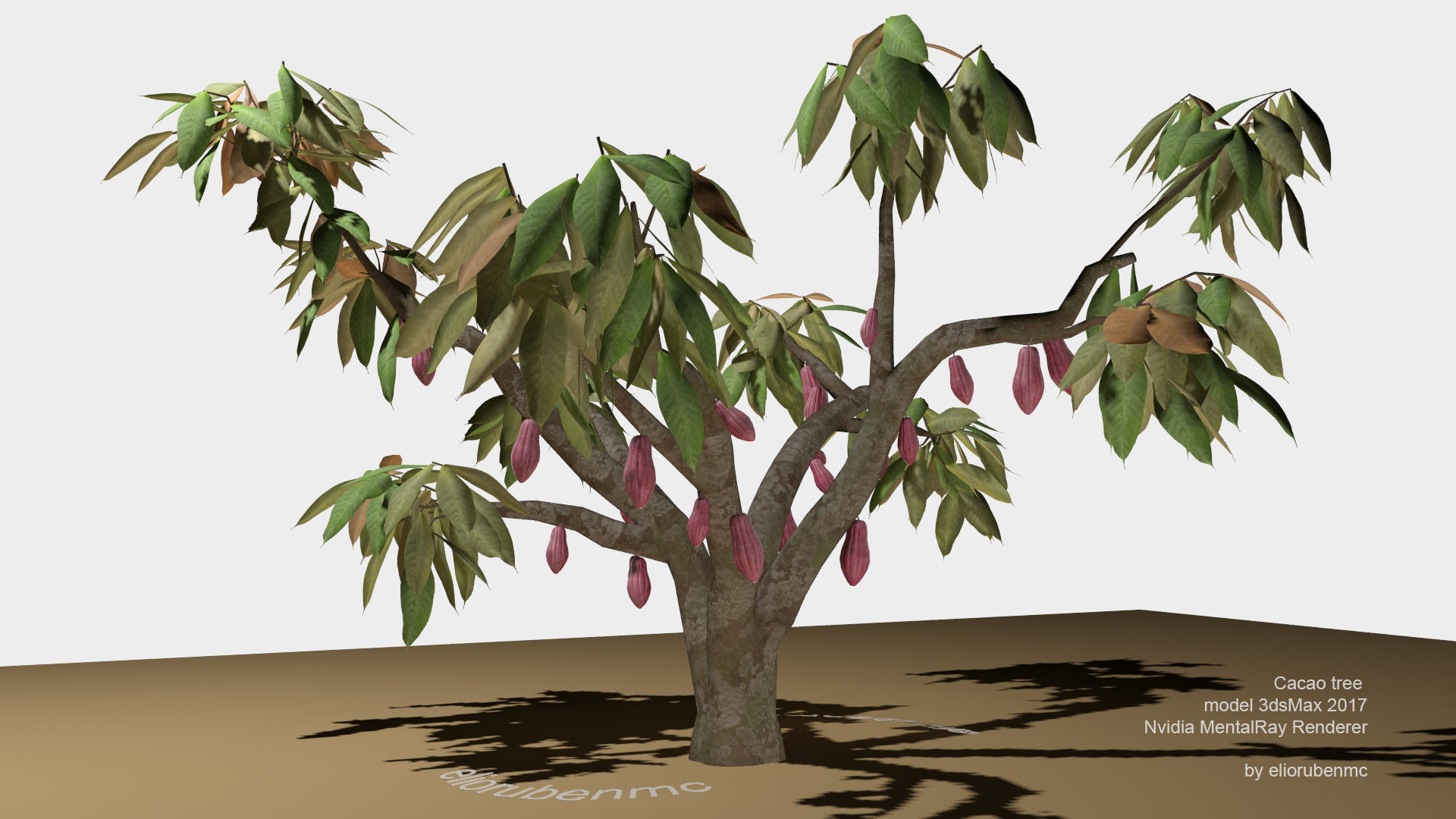Cacao Tree type CCN51 with Fruit 3D model | CGTrader