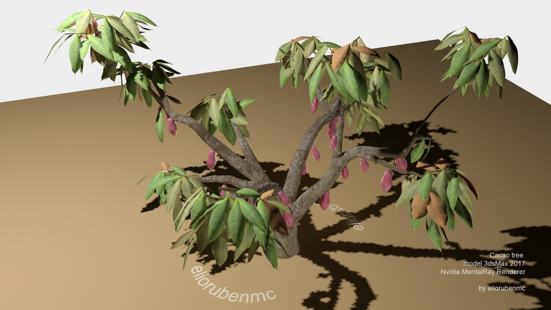 Cacao Tree type CCN51 with Fruit 3D model | CGTrader