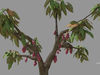 Cacao Tree type CCN51 with Fruit 3D model | CGTrader