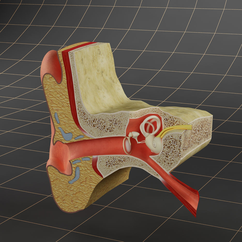 Anatomy ear 3D model | CGTrader