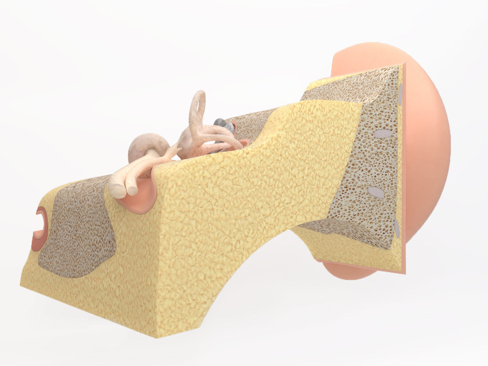 Inner ear 3D model animated | CGTrader