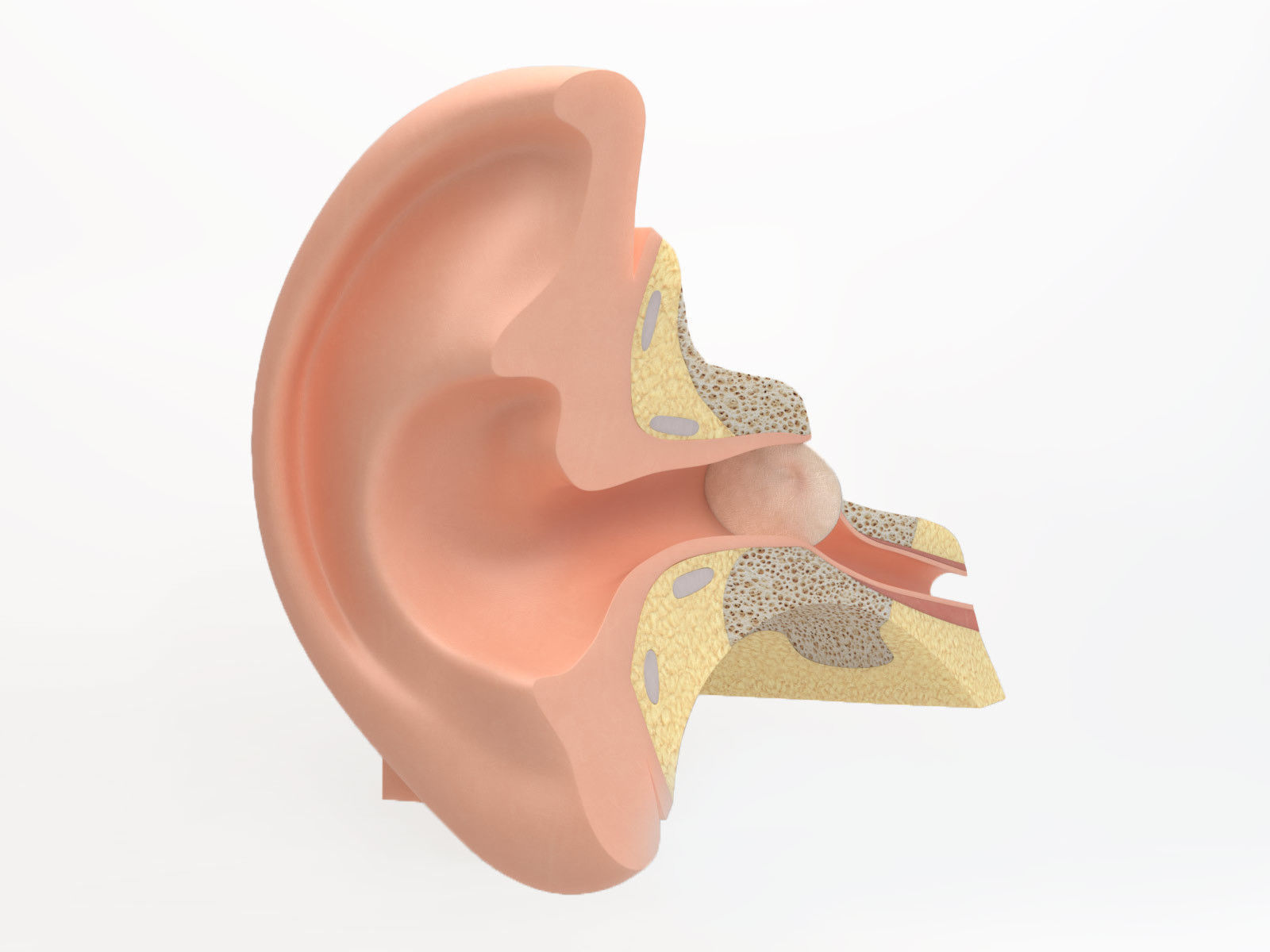 Inner ear 3D model animated | CGTrader