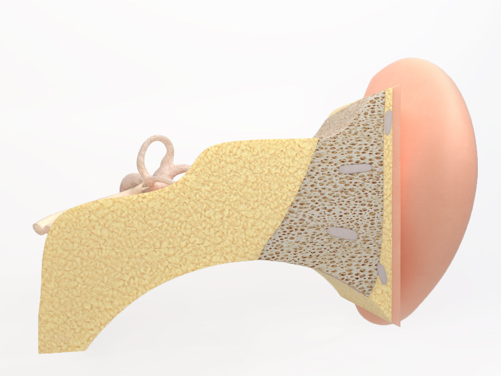 Inner ear 3D model animated | CGTrader