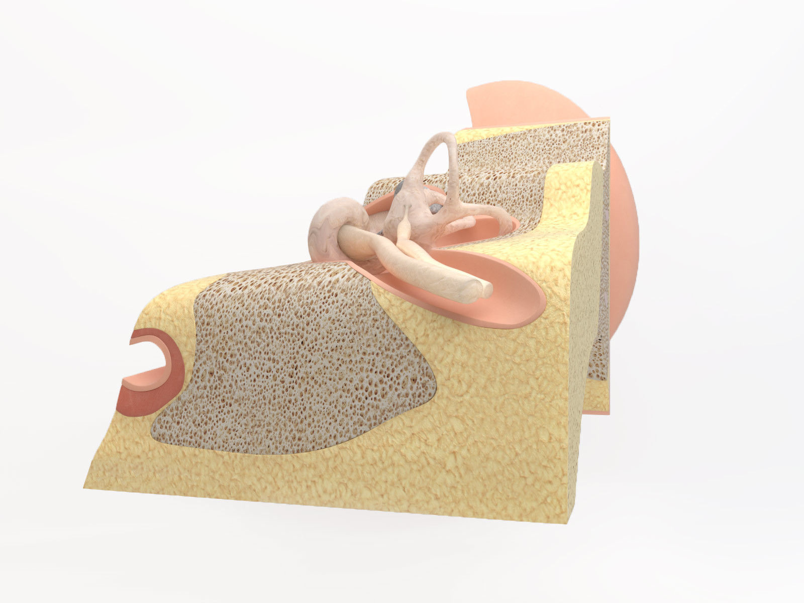Inner ear 3D model animated | CGTrader