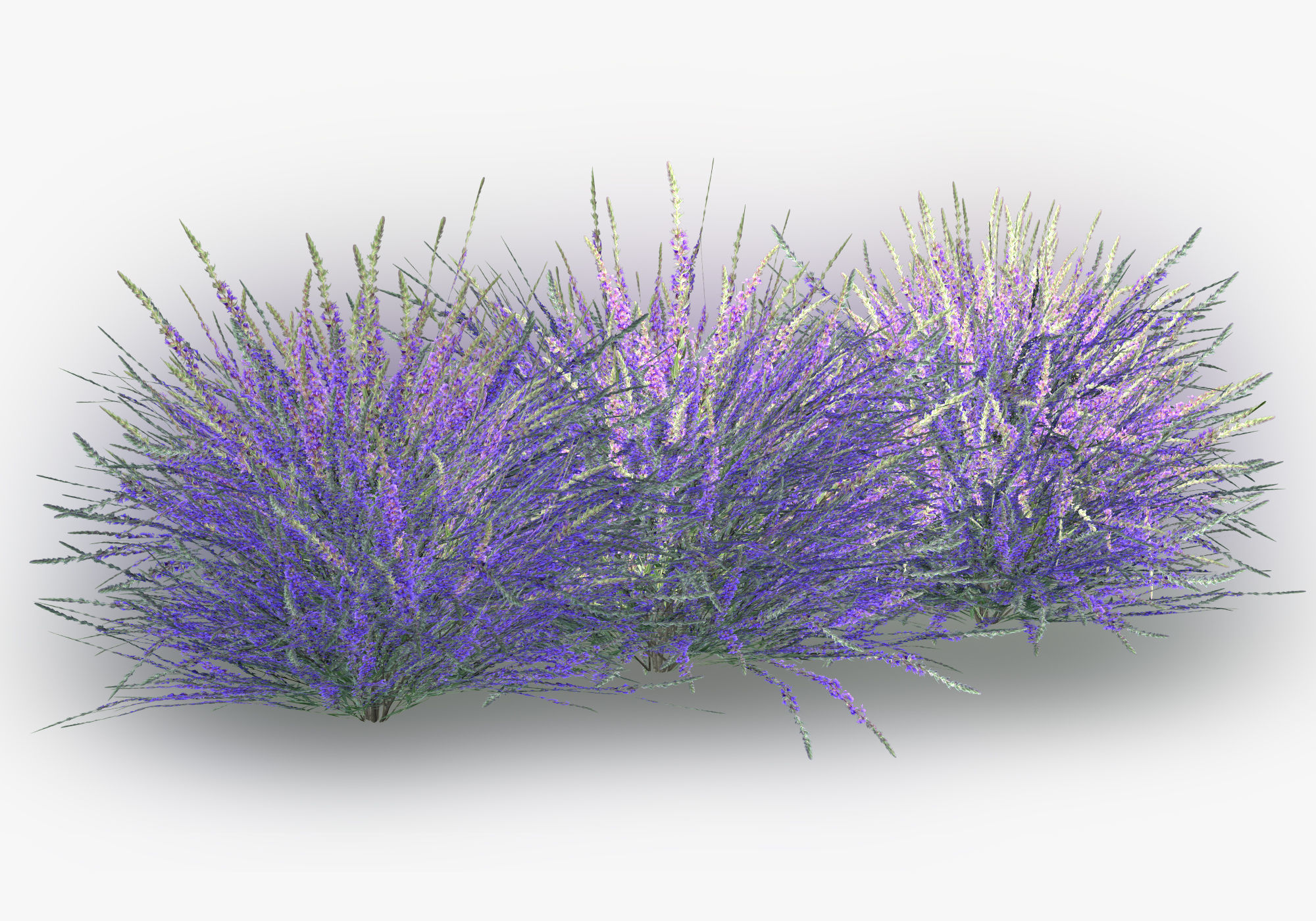 3D model Lavender Bush VR / AR / low-poly | CGTrader