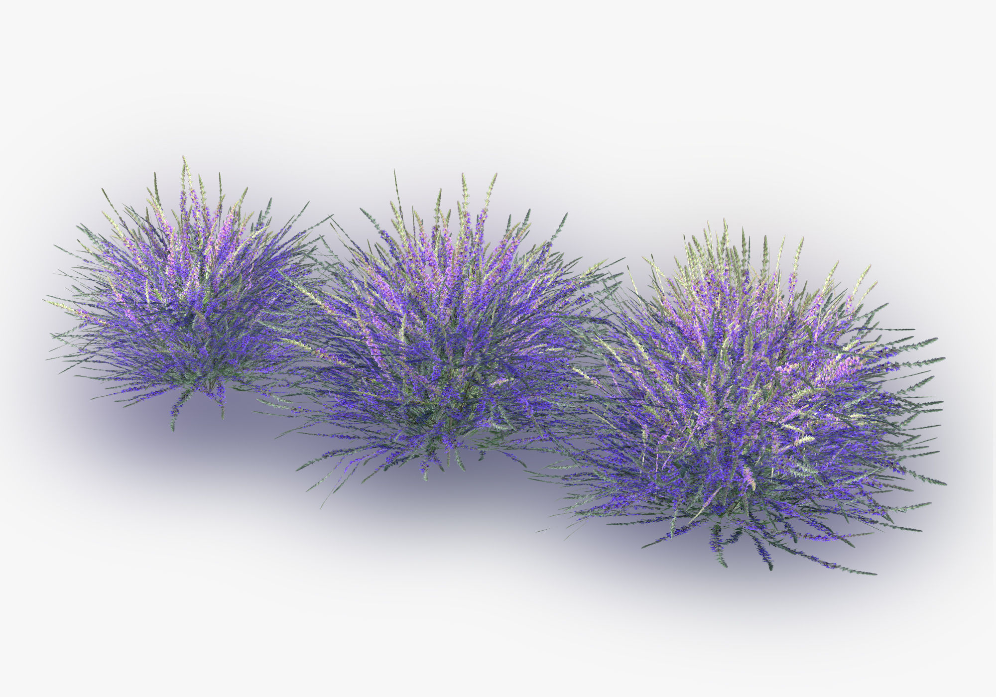 3D model Lavender Bush VR / AR / low-poly | CGTrader