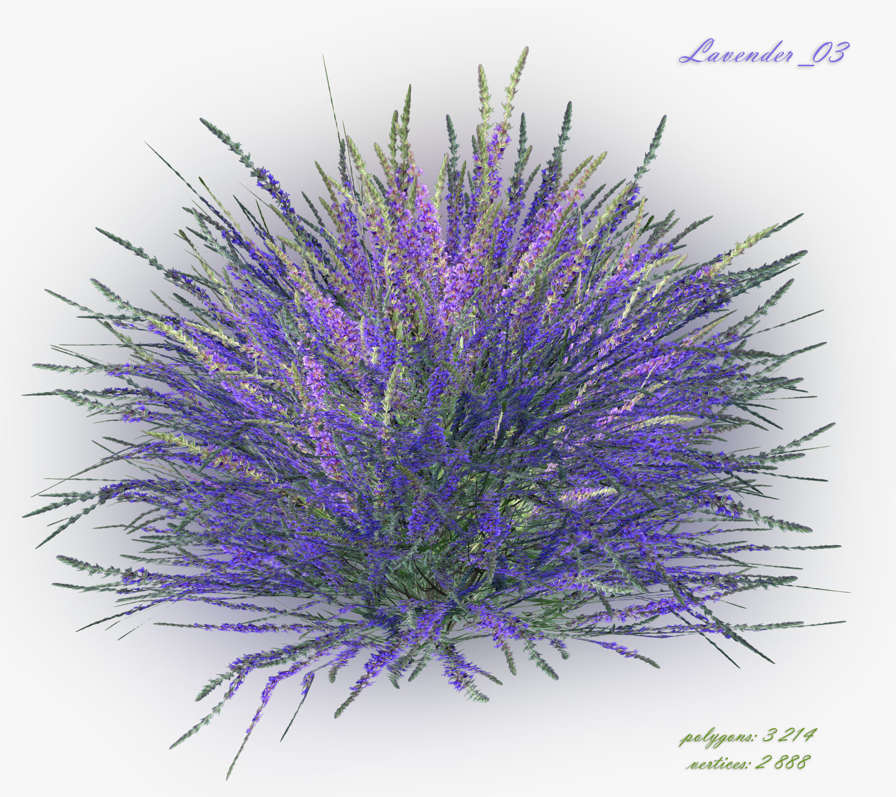 3D model Lavender Bush VR / AR / low-poly | CGTrader