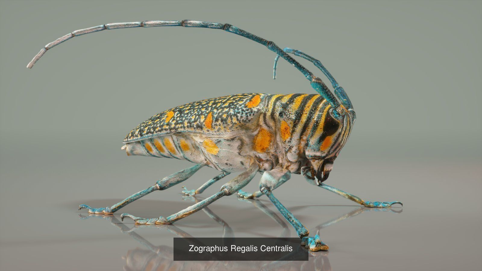 16 Insects Complete Collection | CGTrader