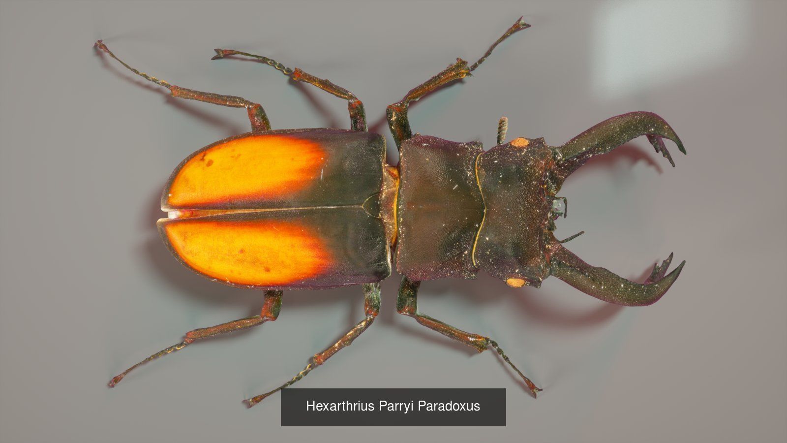 16 Insects Complete Collection | CGTrader