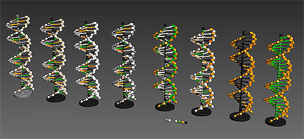 DNA Helix free 3D model 3D printable | CGTrader