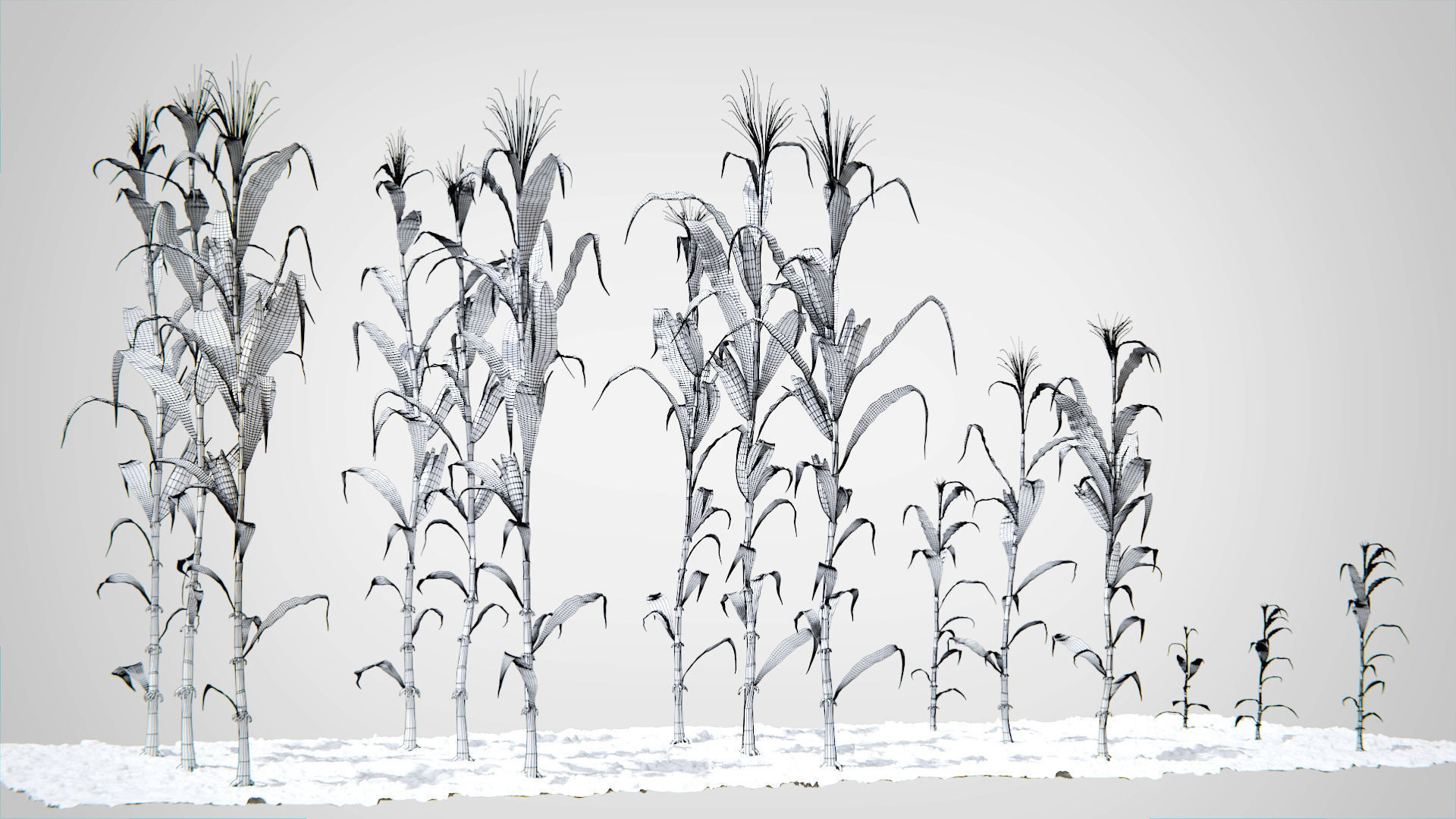 3D model Corn Plants 15 Types in 5 Ages - PBR AssetKit VR / AR / low ...