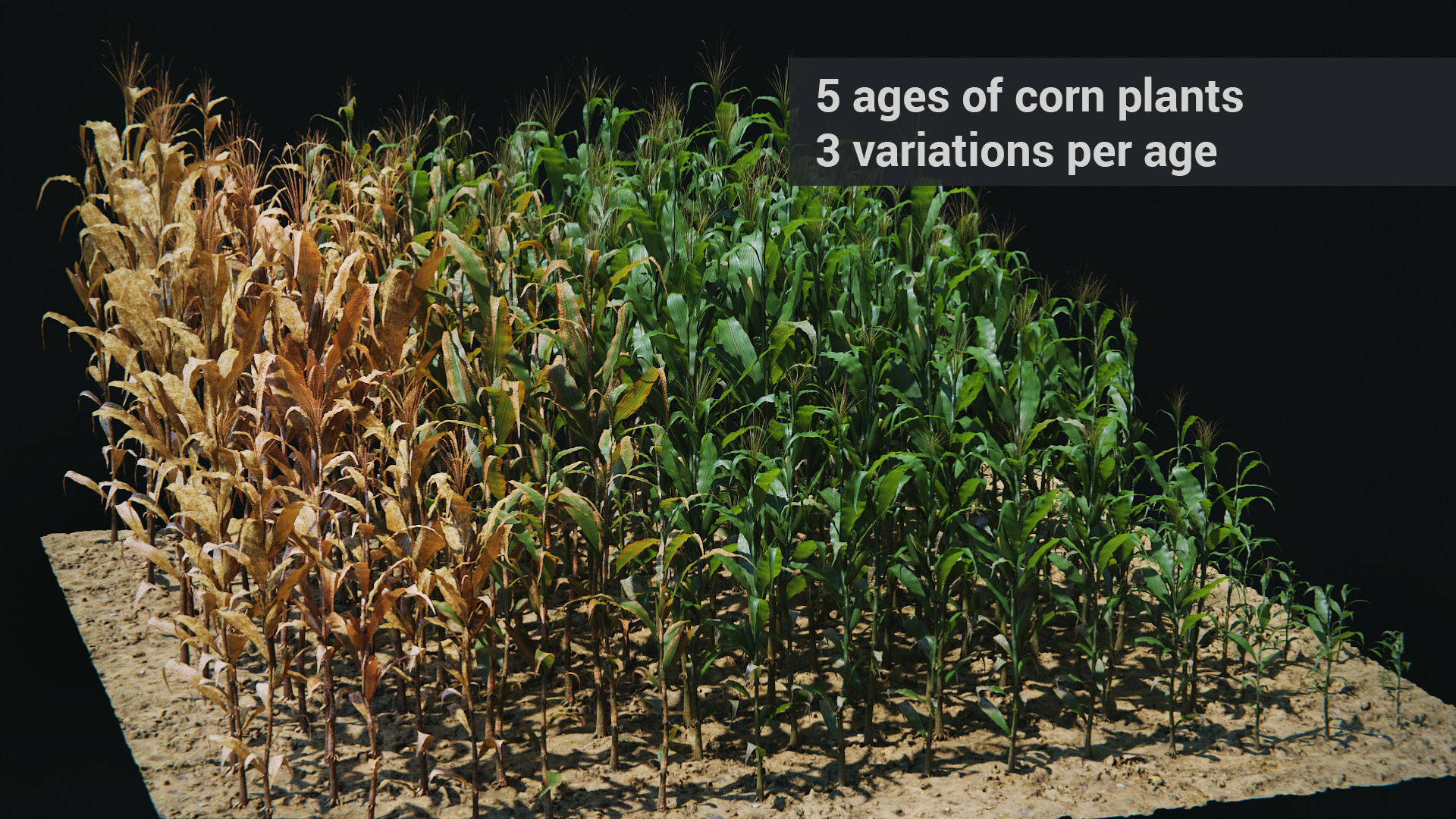 3D model Corn Plants 15 Types in 5 Ages - PBR AssetKit VR / AR / low ...