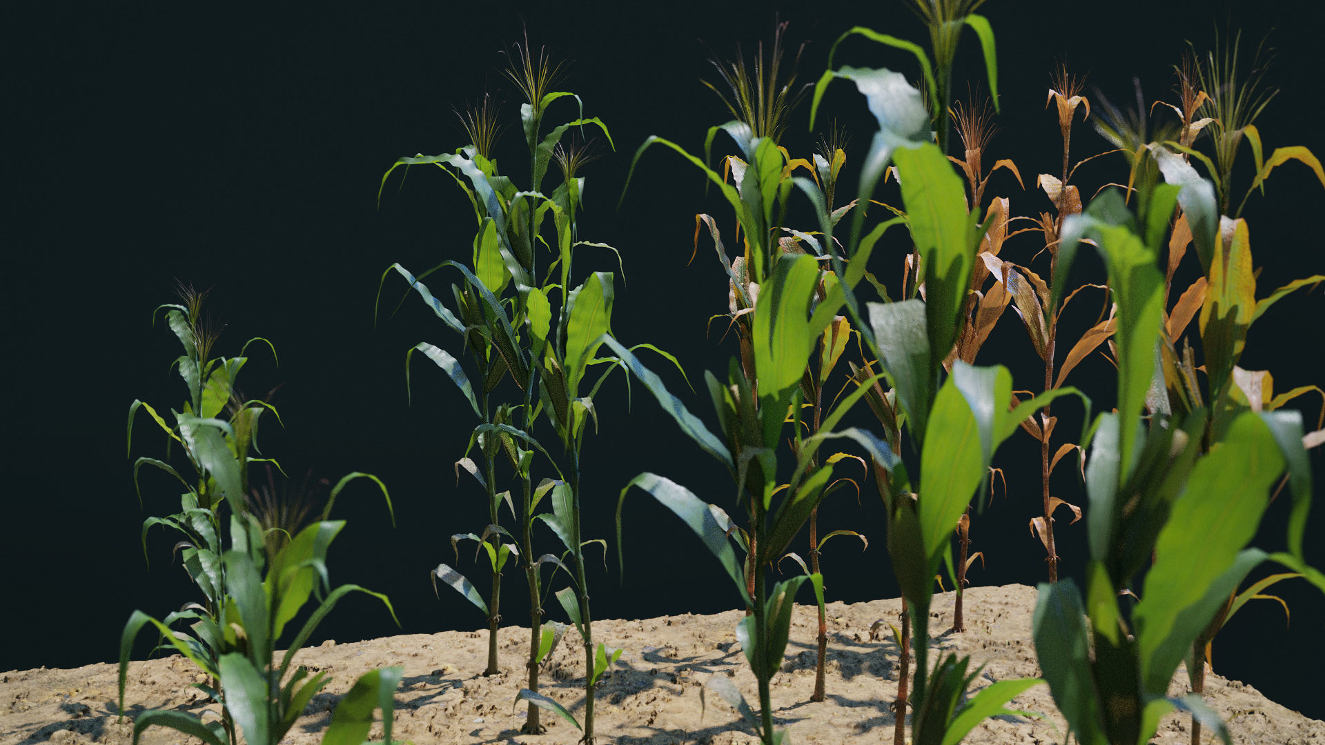 3D model Corn Plants 15 Types in 5 Ages - PBR AssetKit VR / AR / low ...