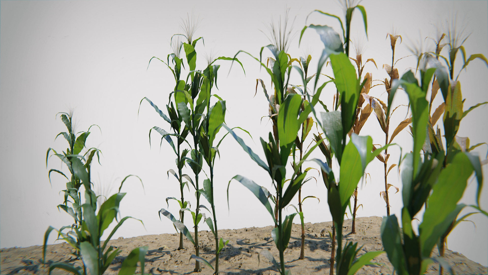 3D model Corn Plants 15 Types in 5 Ages - PBR AssetKit VR / AR / low ...