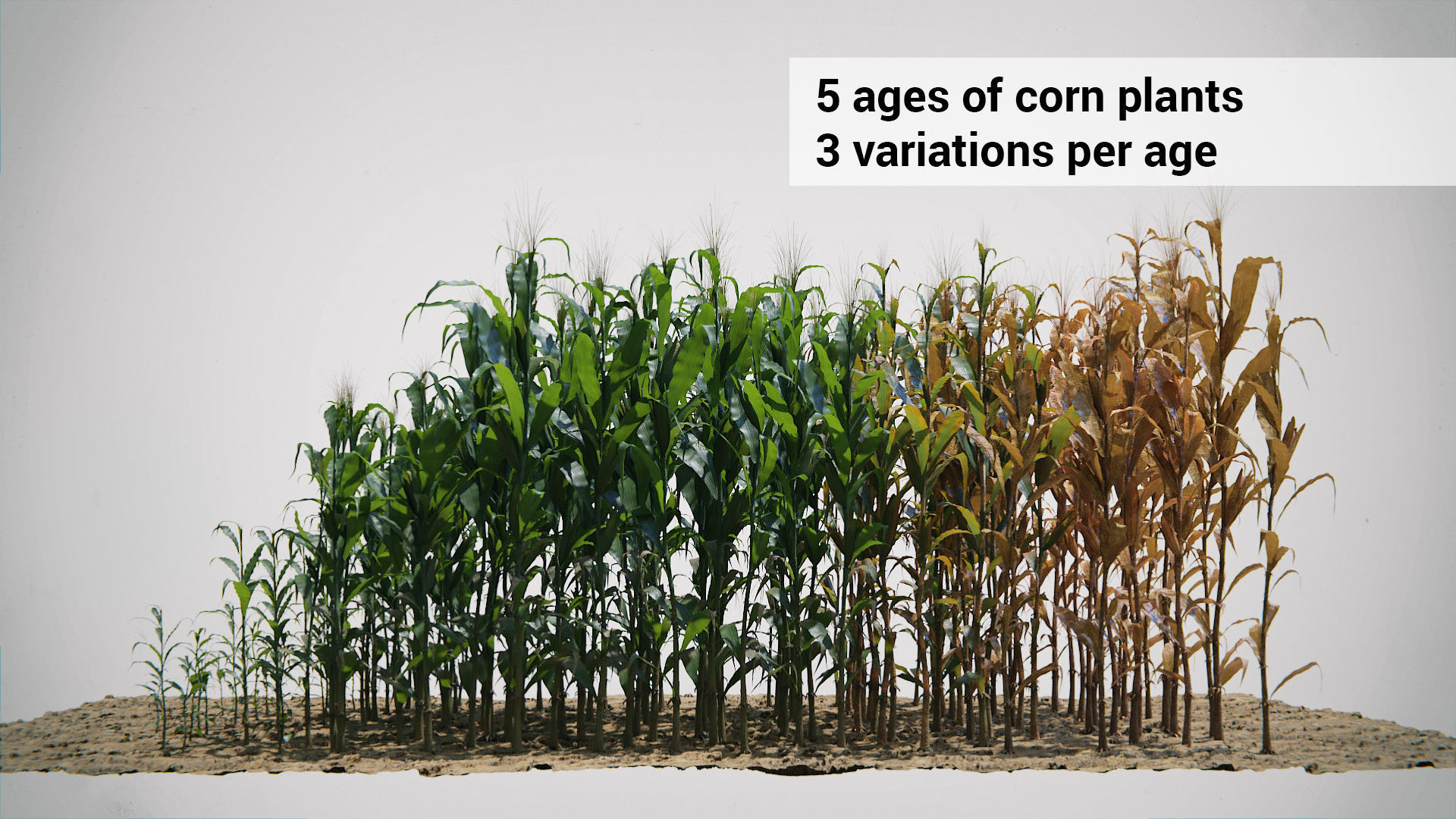 3D model Corn Plants 15 Types in 5 Ages - PBR AssetKit VR / AR / low ...