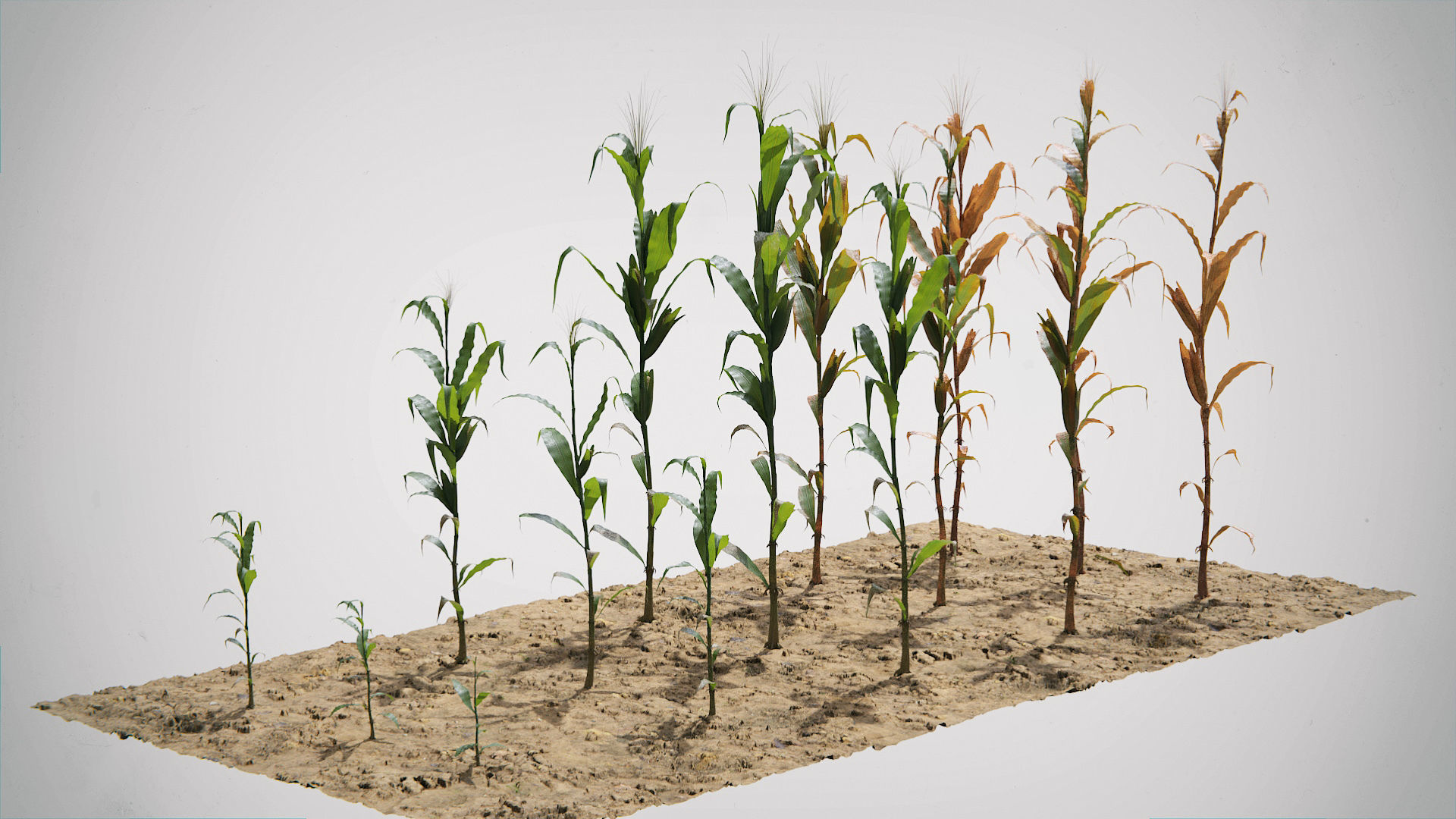 3D model Corn Plants 15 Types in 5 Ages - PBR AssetKit VR / AR / low ...