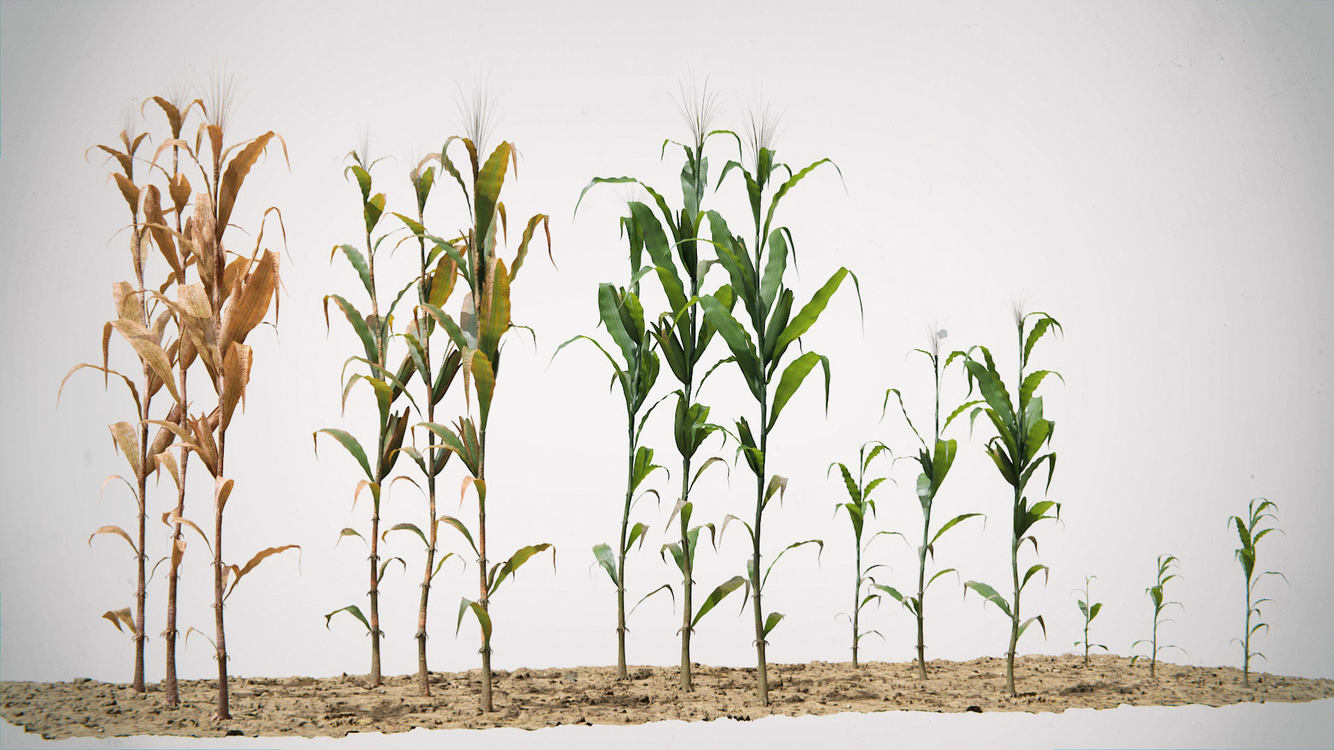 3D model Corn Plants 15 Types in 5 Ages - PBR AssetKit VR / AR / low ...