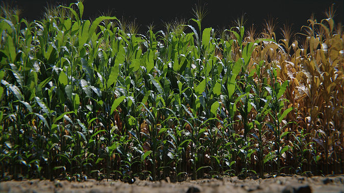 3D model Corn Plants 15 Types in 5 Ages - PBR AssetKit VR / AR / low ...