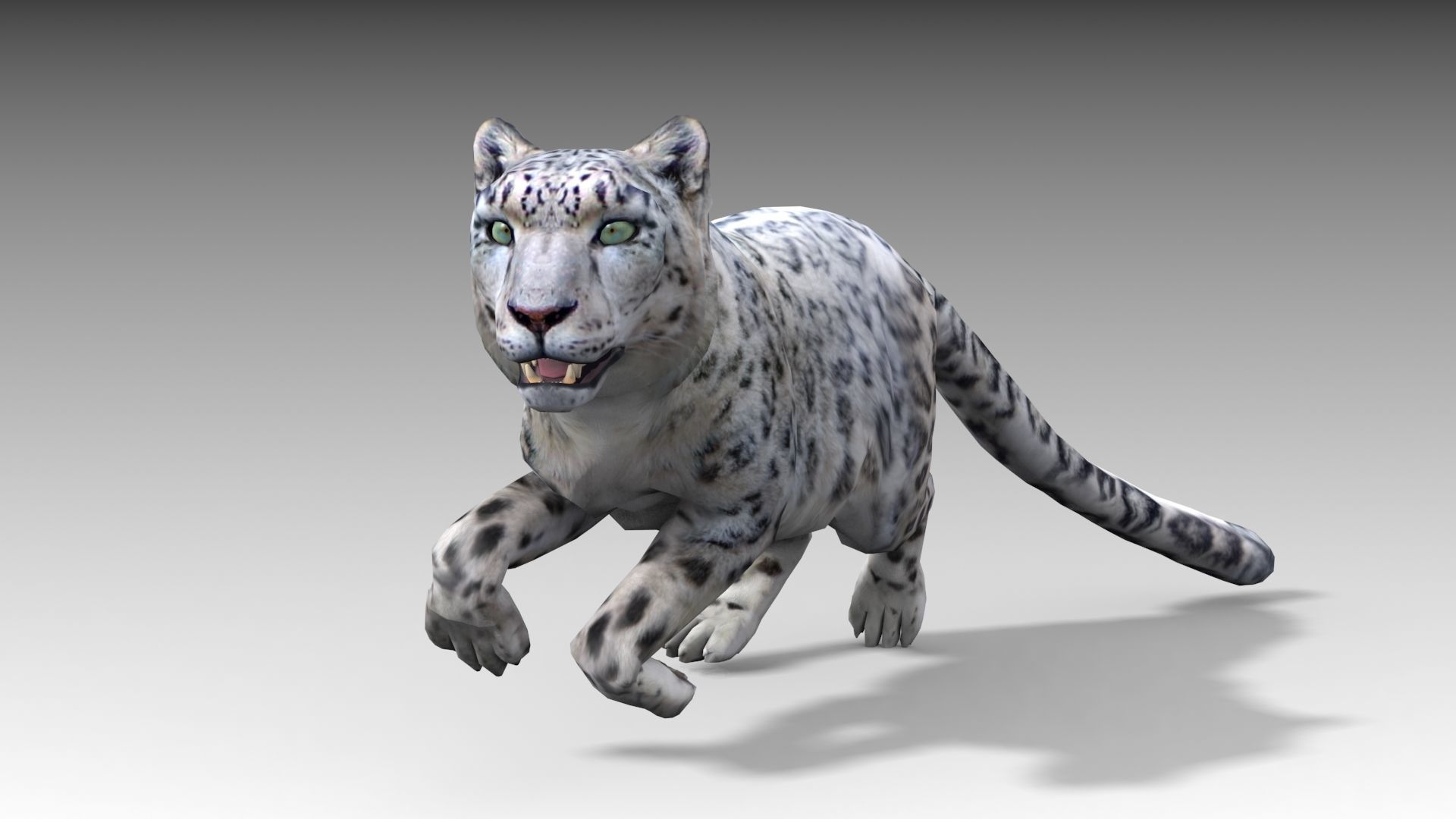 3D model Snow Leopard VR / AR / low-poly rigged animated | CGTrader
