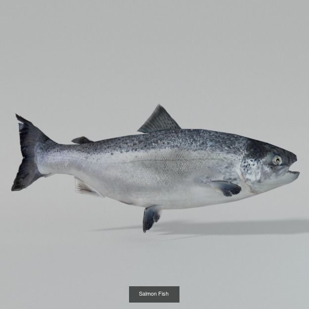 50 Low Poly Ocean Life Super Pack 3D Model Collection | CGTrader