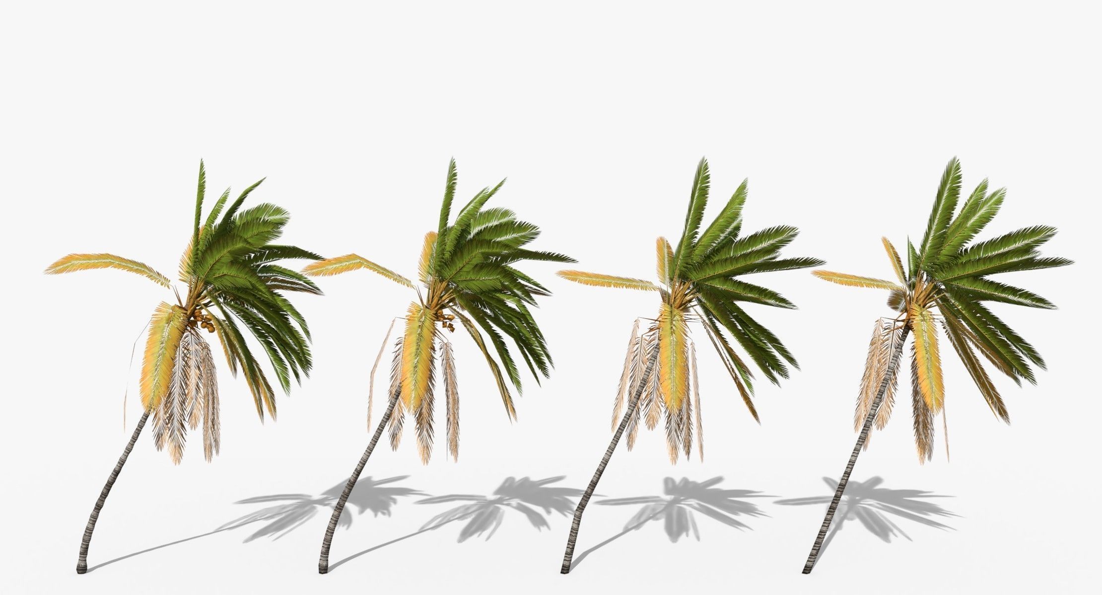 Coconut Palm Trees Asset 2 3D Model Collection | CGTrader