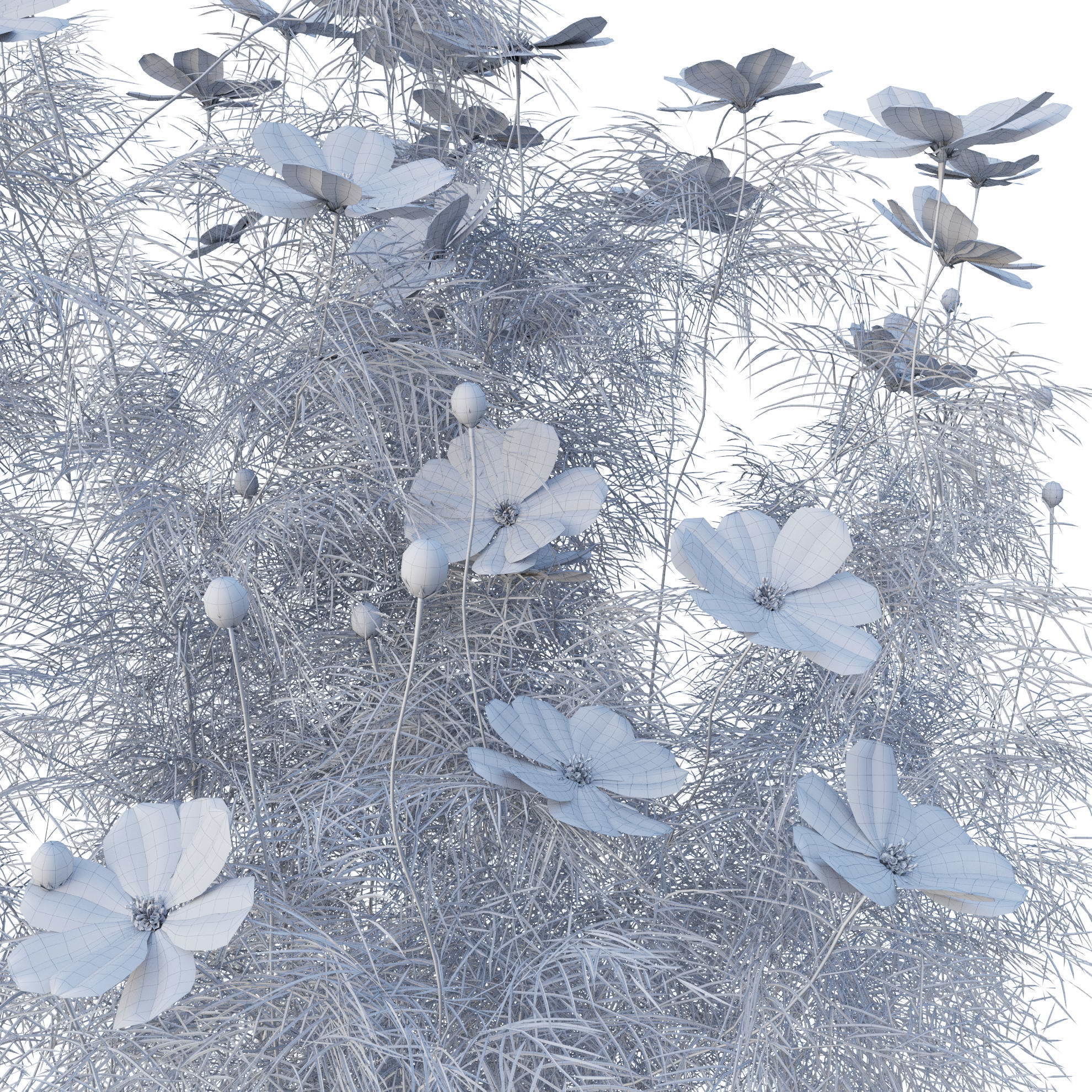 Cosmos flower 3D model | CGTrader