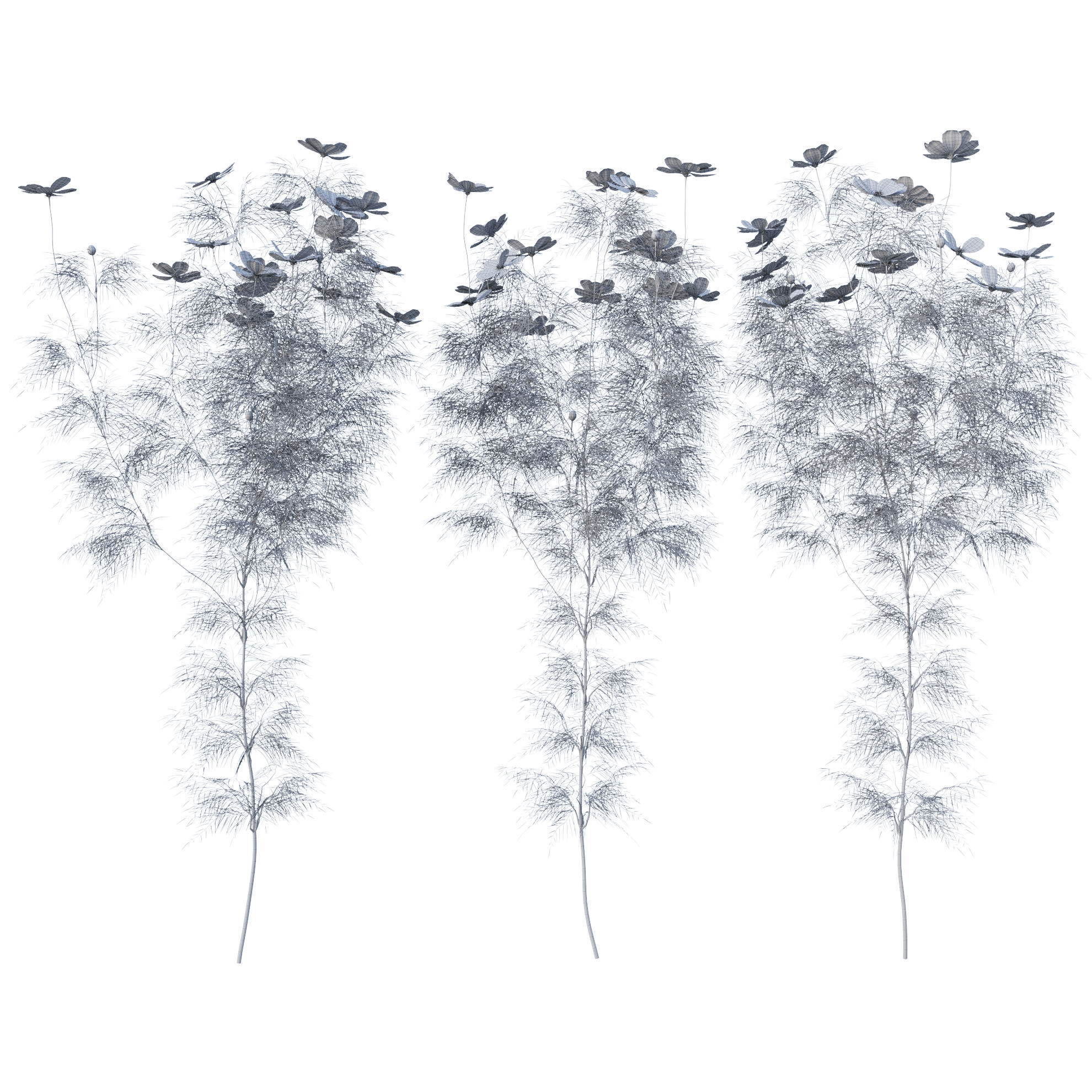 Cosmos flower 3D model | CGTrader