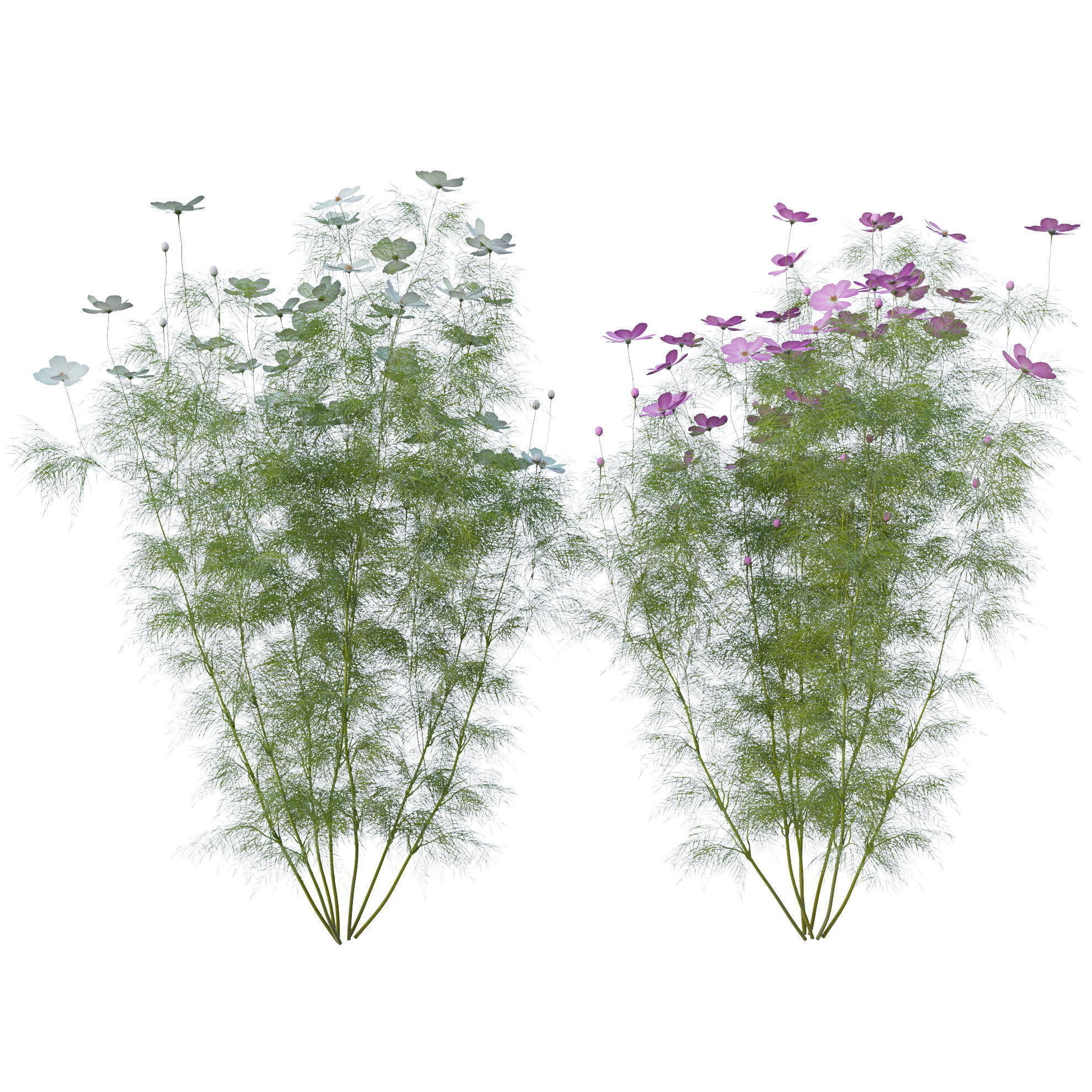 Cosmos flower 3D model | CGTrader