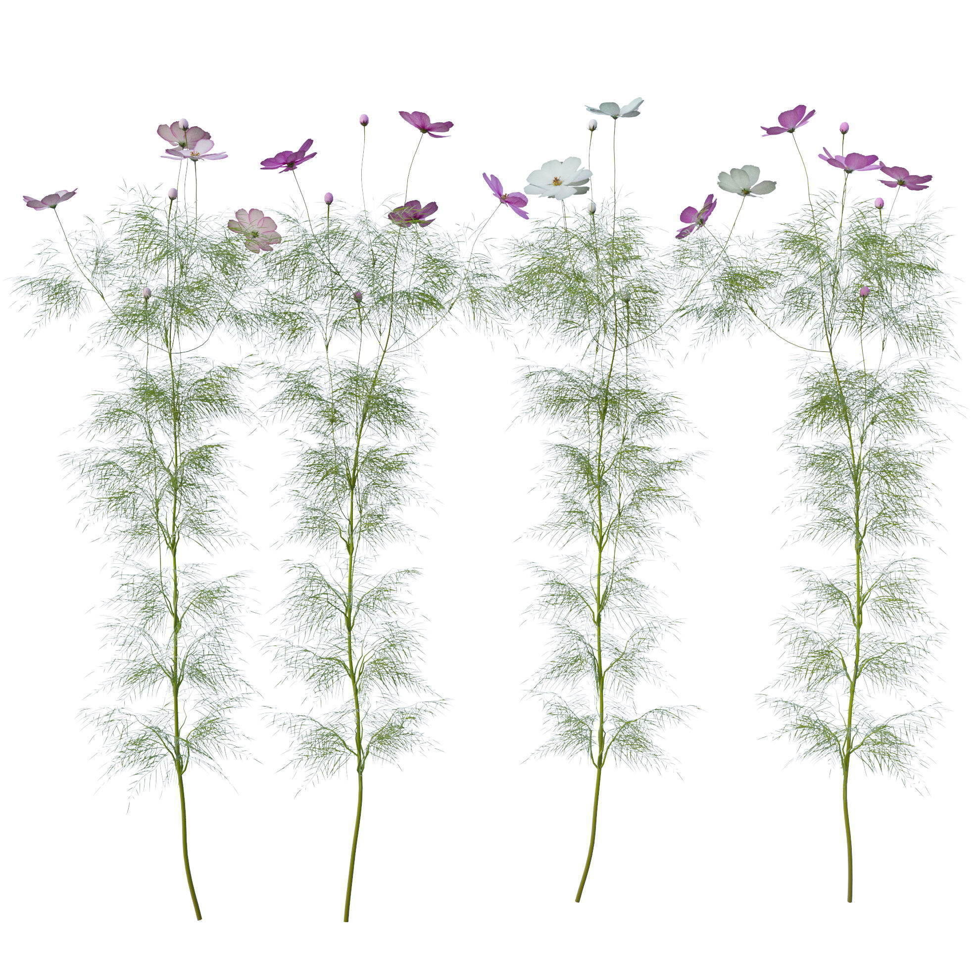 Cosmos flower 3D model | CGTrader