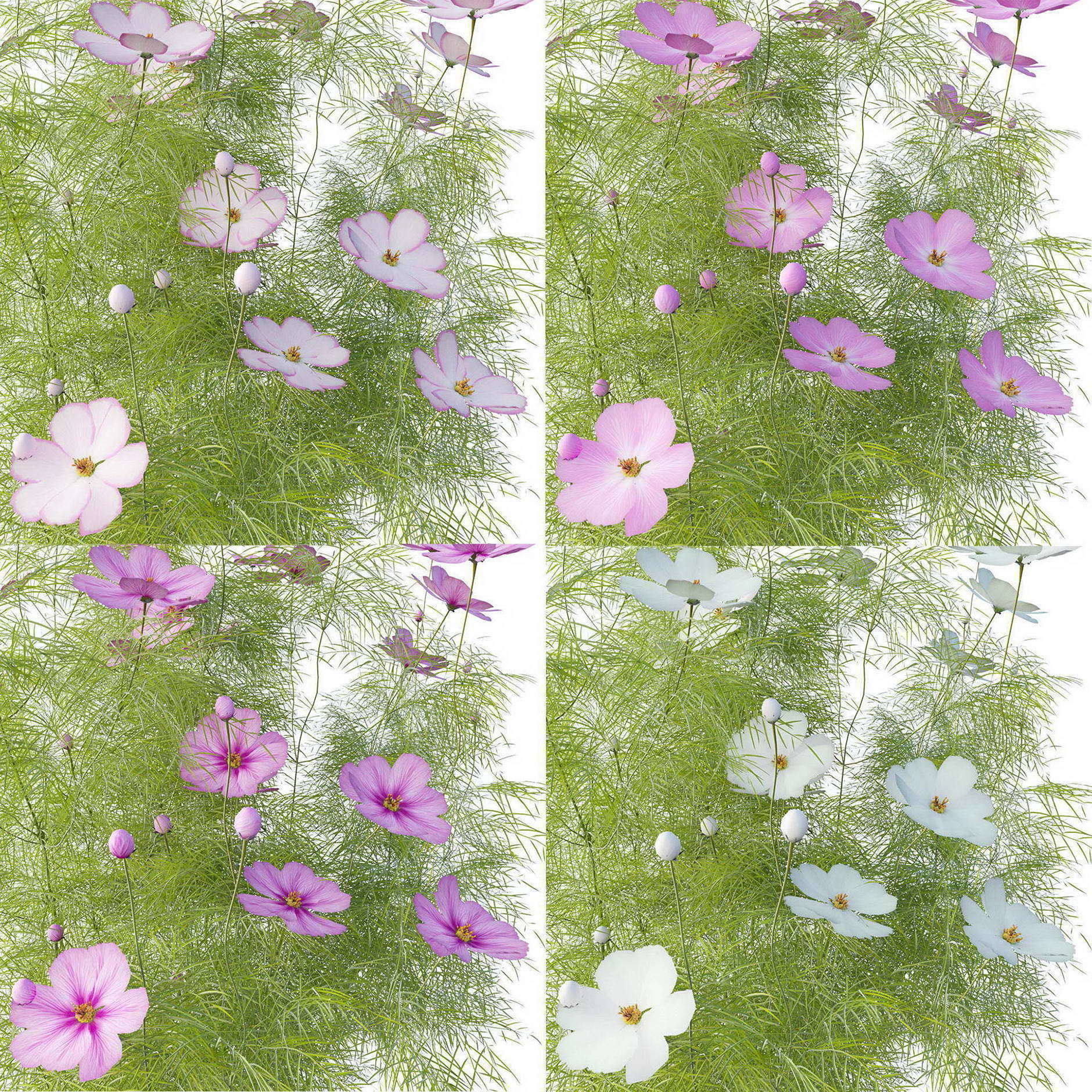 Cosmos flower 3D model | CGTrader