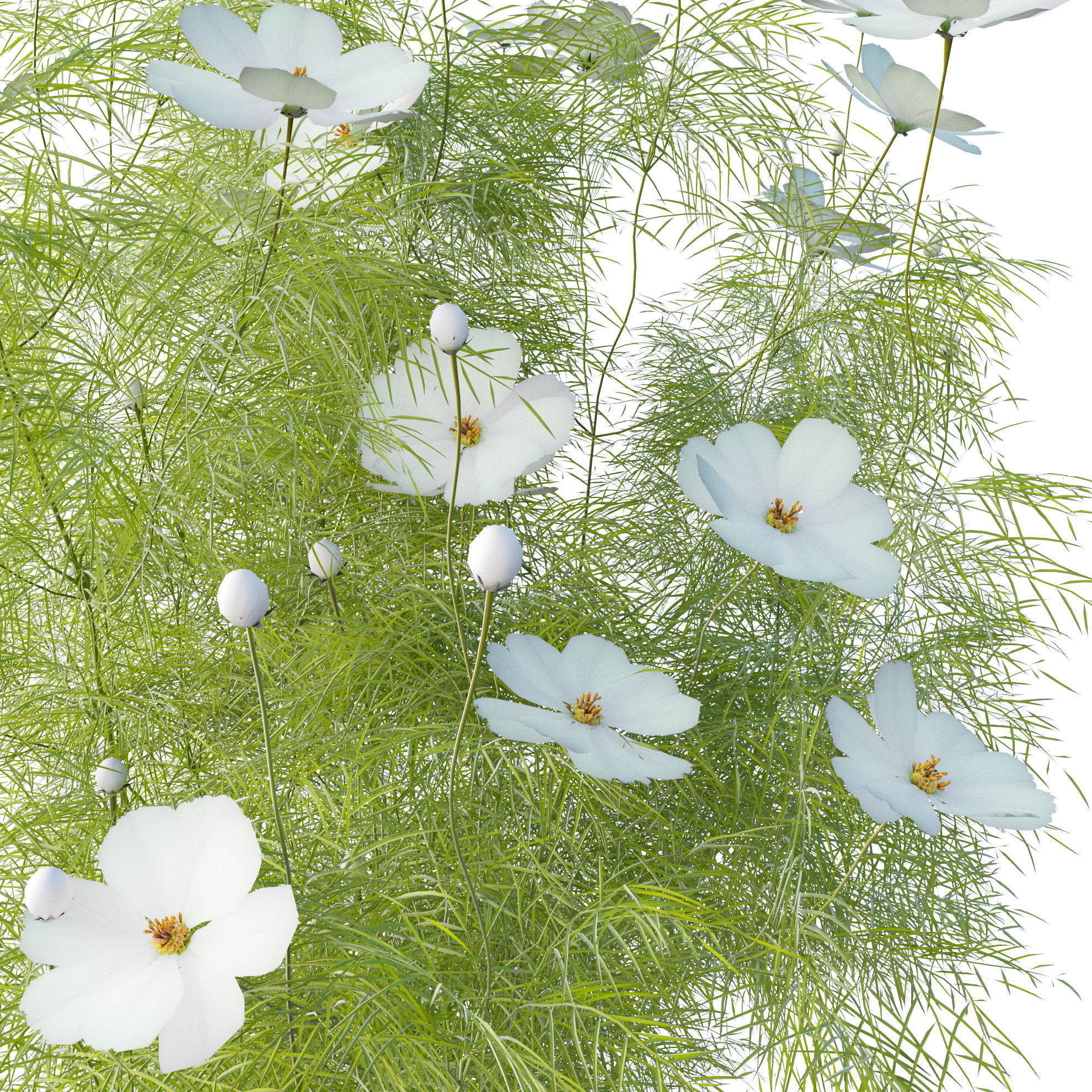 Cosmos flower 3D model | CGTrader