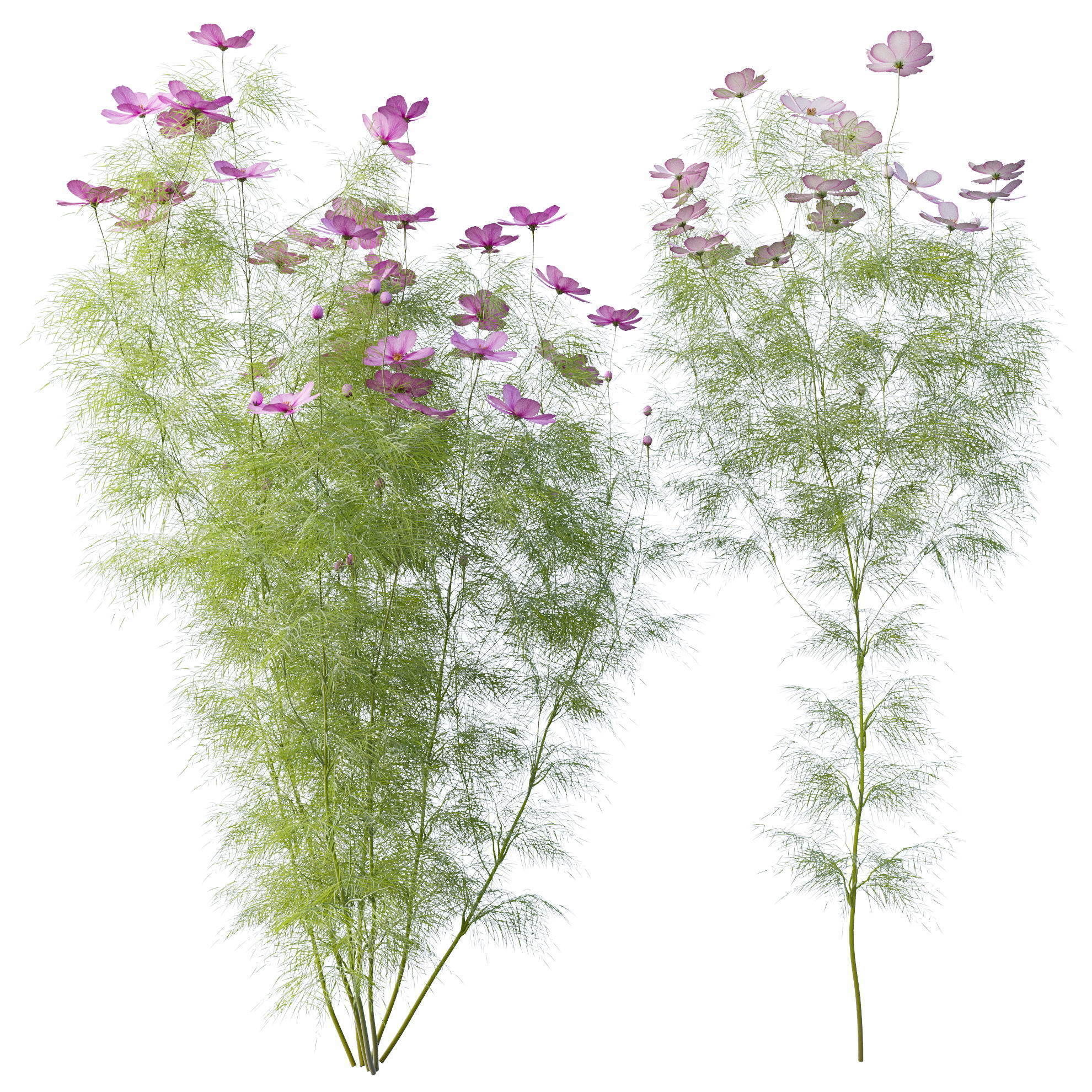 Cosmos flower 3D model | CGTrader