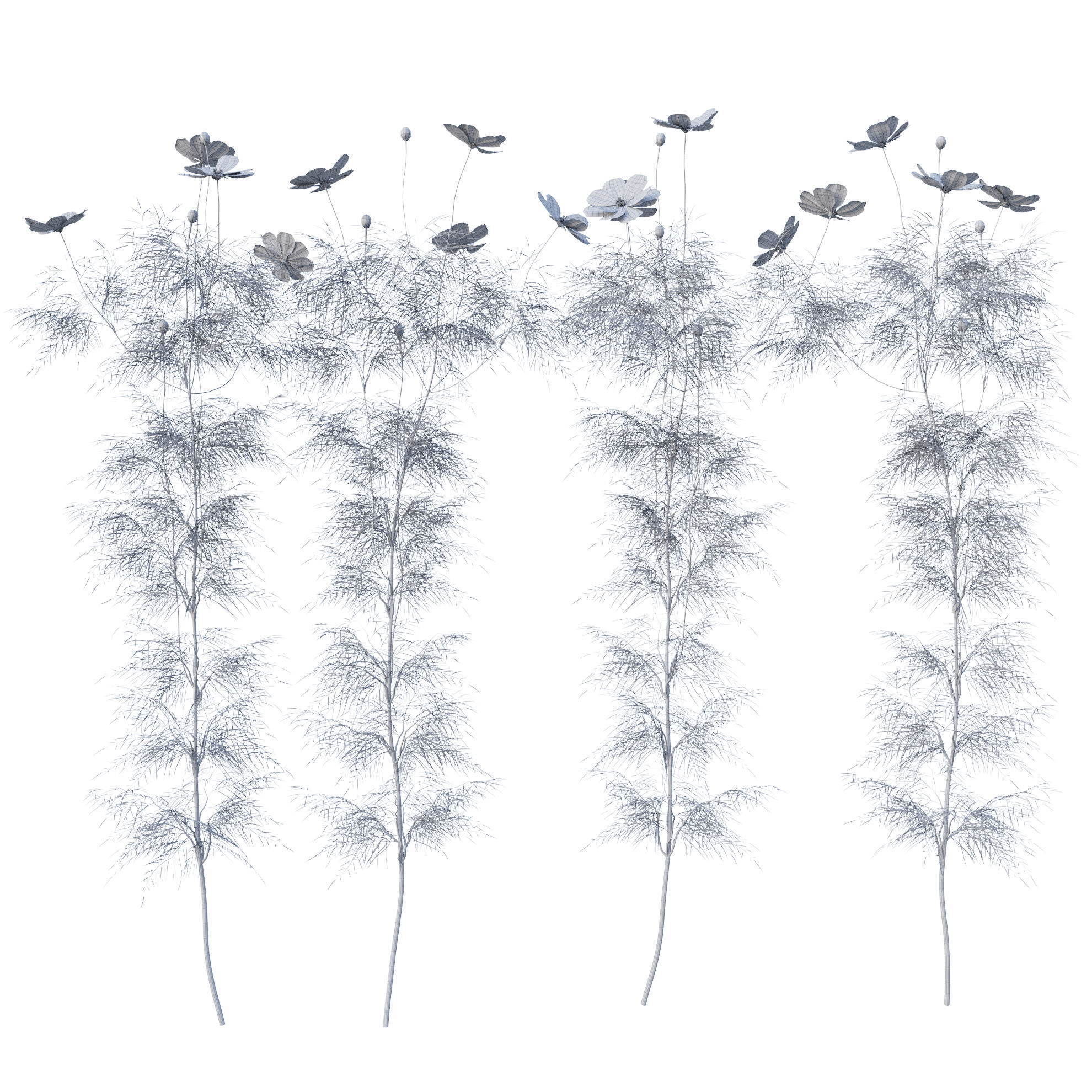 Cosmos flower 3D model | CGTrader