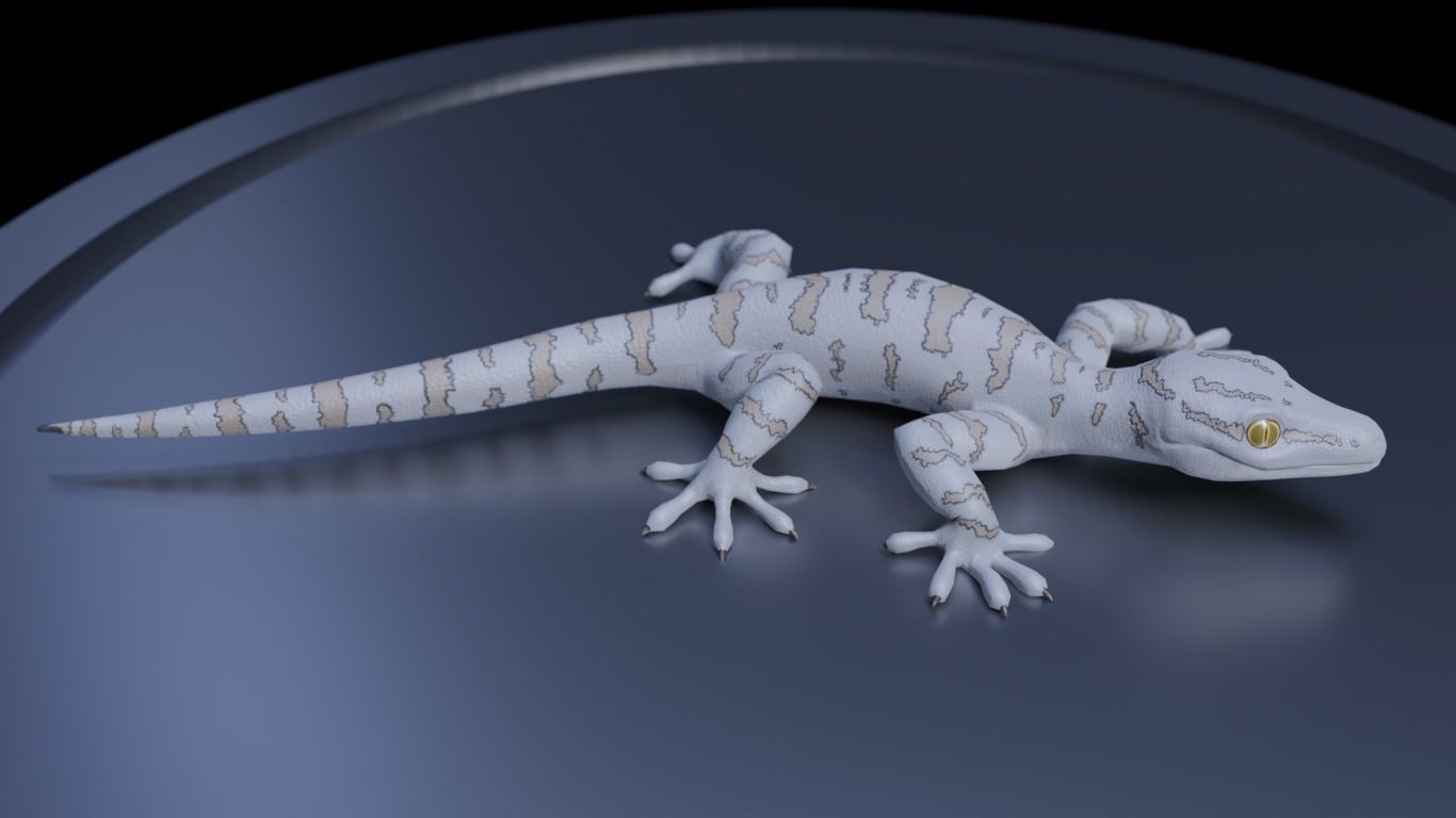 3D model 3D Gecko VR / AR / low-poly animated | CGTrader