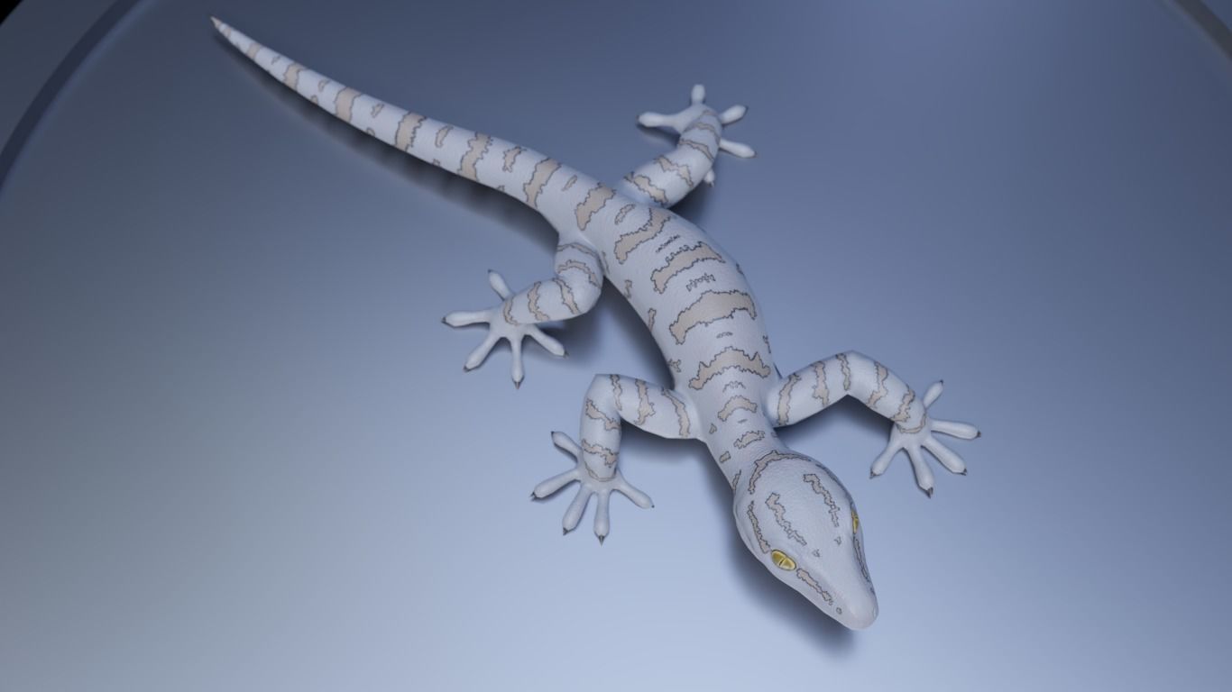 3D model 3D Gecko VR / AR / low-poly animated | CGTrader