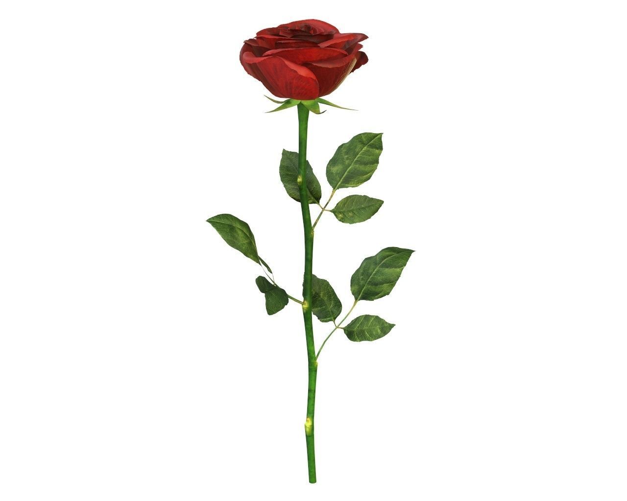 Single beautiful red rose 3D model | CGTrader