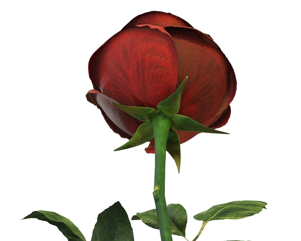 Single beautiful red rose 3D model | CGTrader