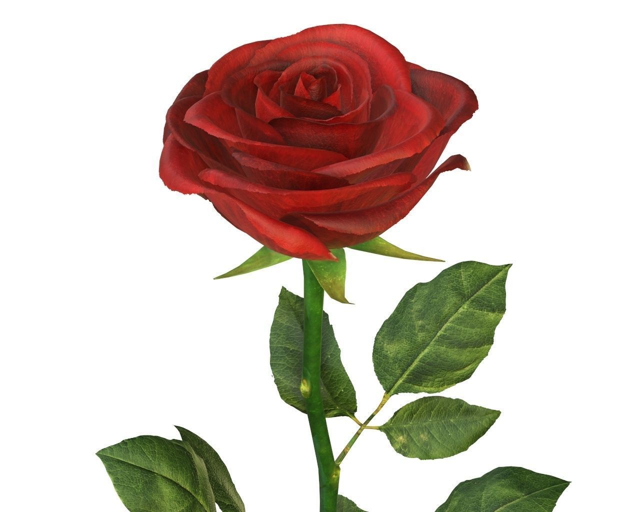 Single beautiful red rose 3D model | CGTrader