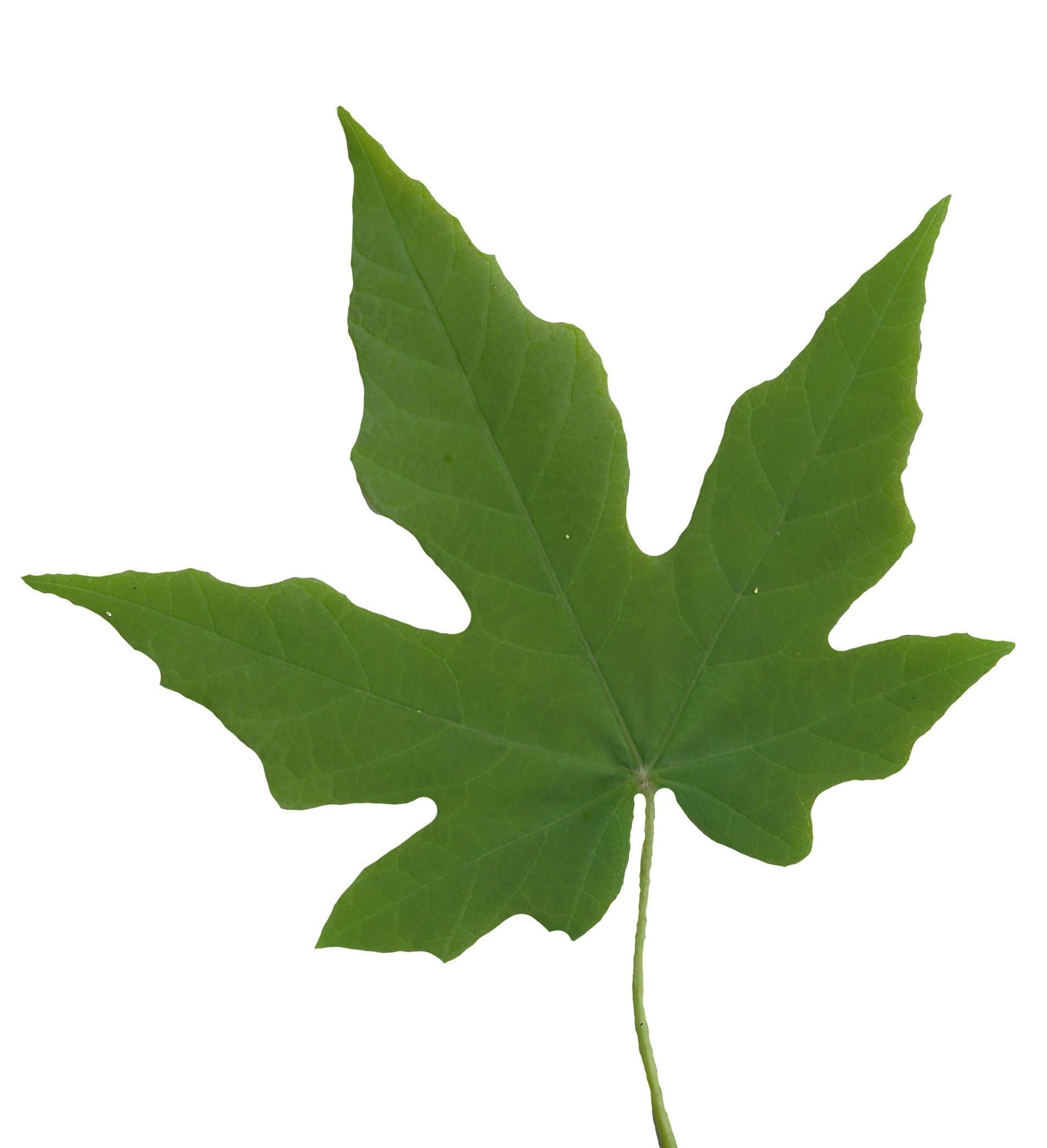 Bigleaf Maple Leaf Texture Pack - 19 Textures free Texture | CGTrader