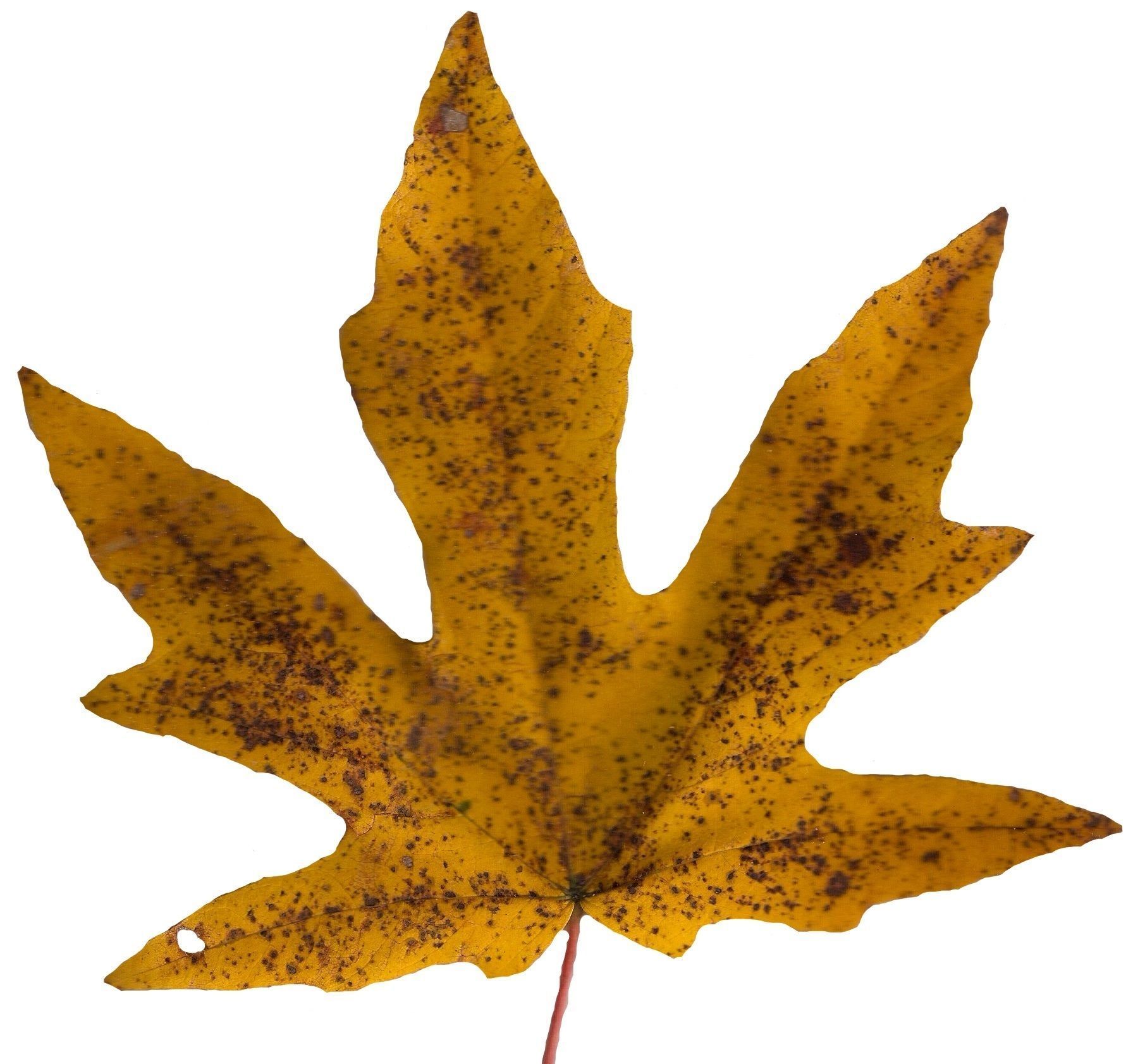 Bigleaf Maple Leaf Texture Pack - 19 Textures free Texture | CGTrader