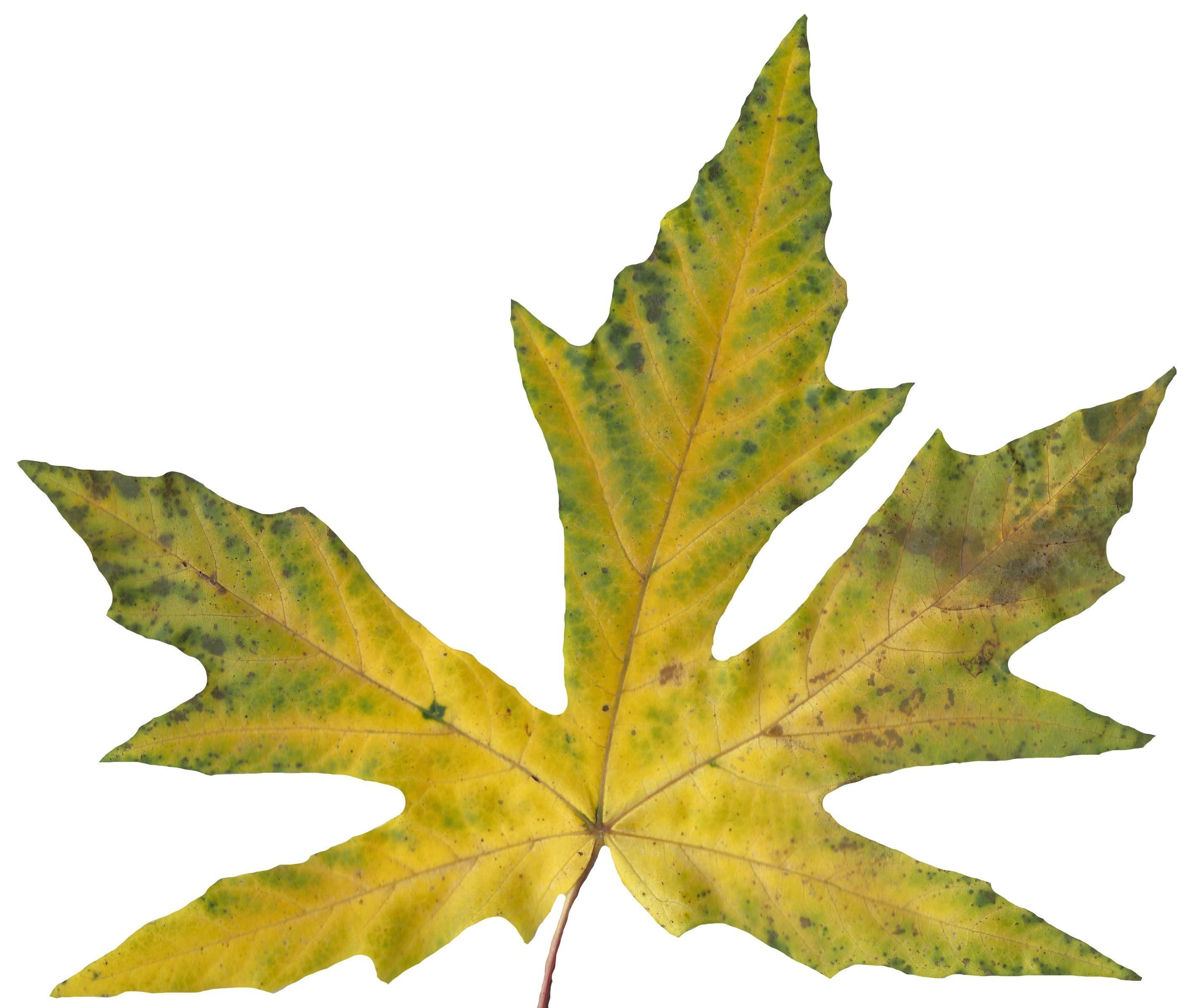 Bigleaf Maple Leaf Texture Pack - 19 Textures free Texture | CGTrader
