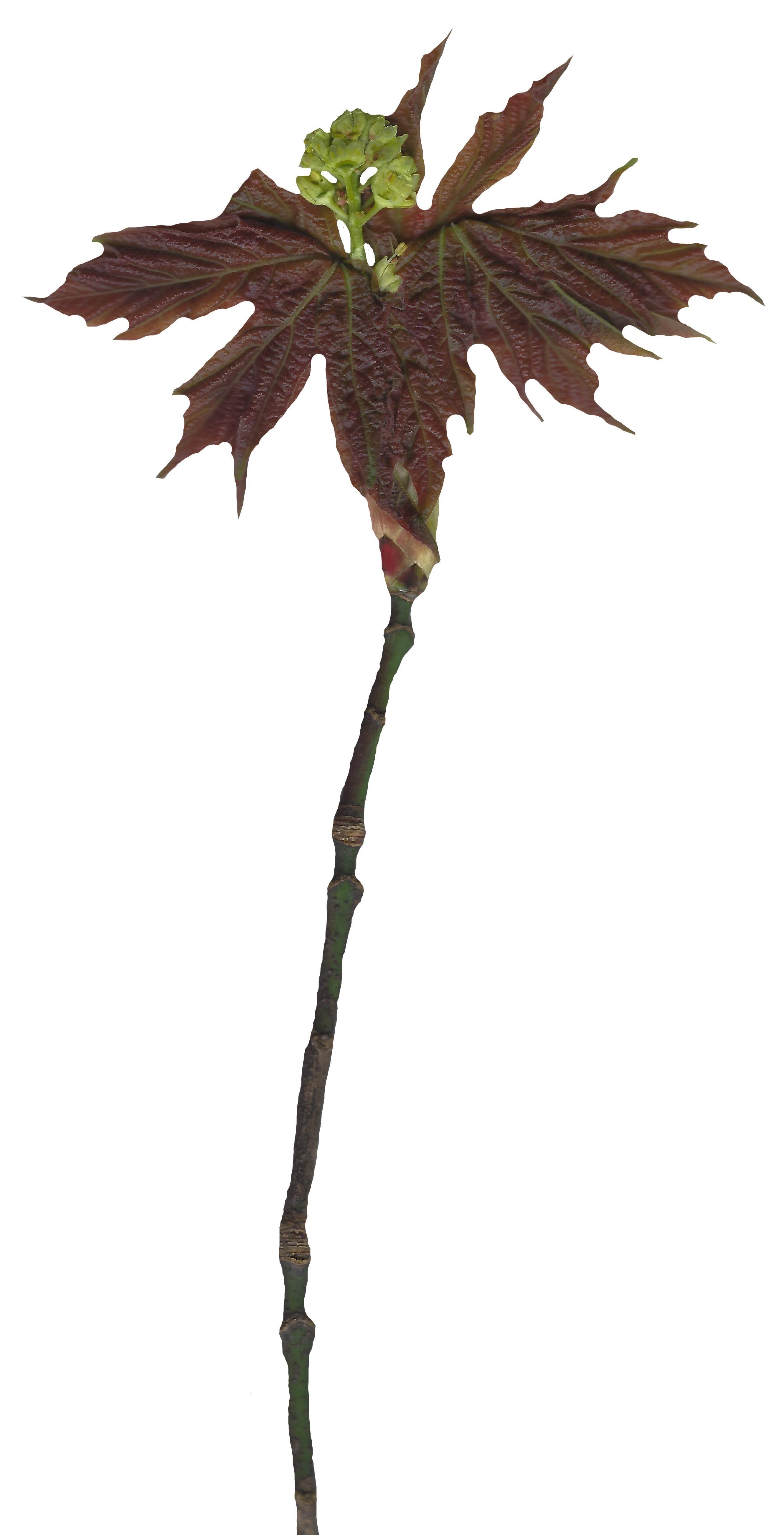 Bigleaf Maple Leaf Texture Pack - 19 Textures free Texture | CGTrader
