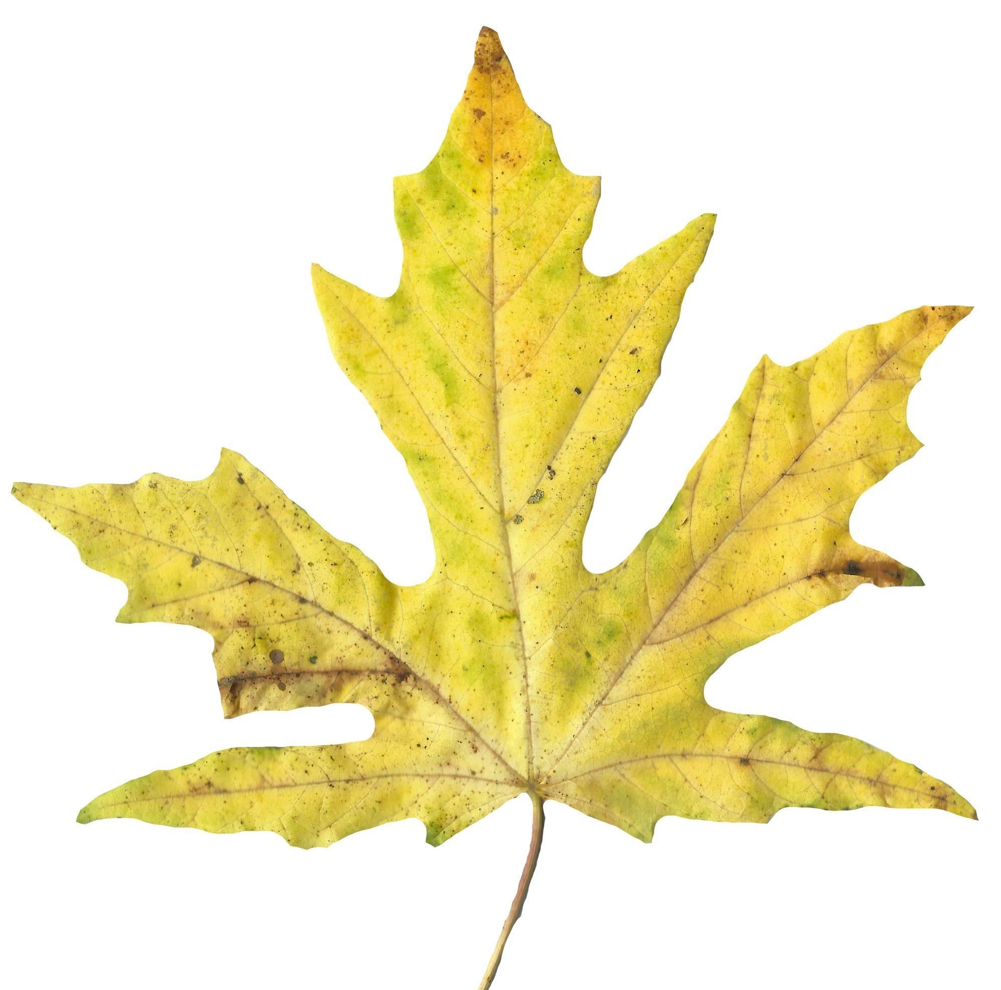 Bigleaf Maple Leaf Texture Pack - 19 Textures free Texture | CGTrader